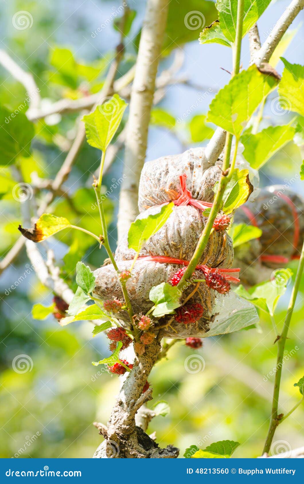 Grafting on mulberry tree stock photo. Image of plastic - 48213560