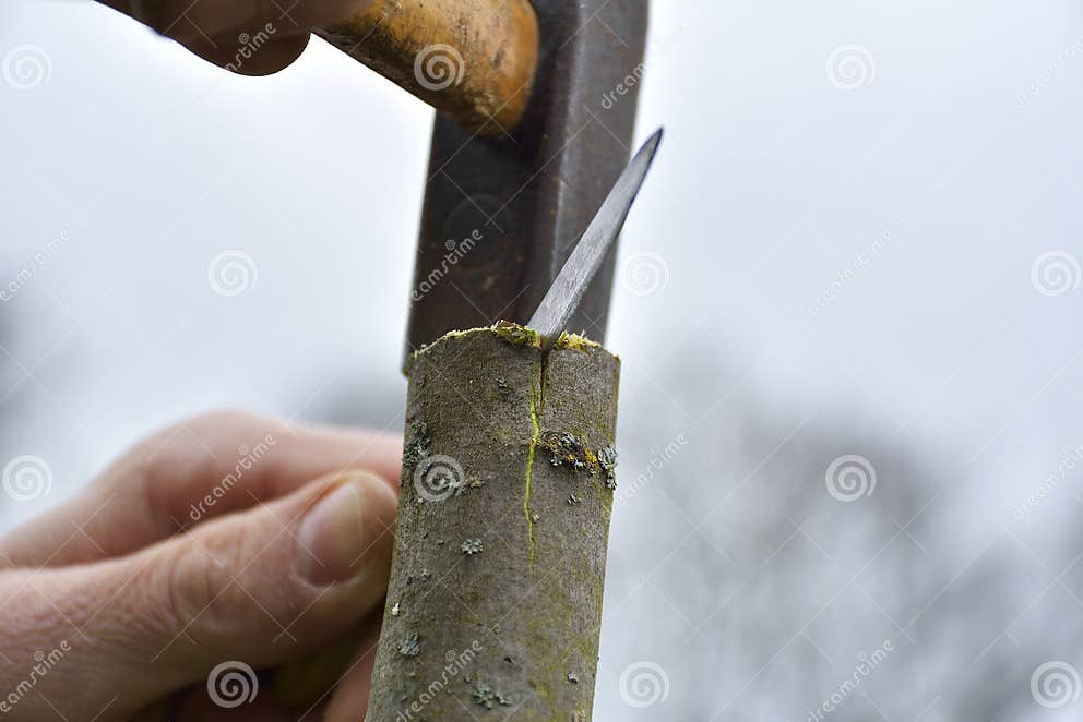 Grafting Old Apple Tree on Spring Stock Photo - Image of agriculture ...