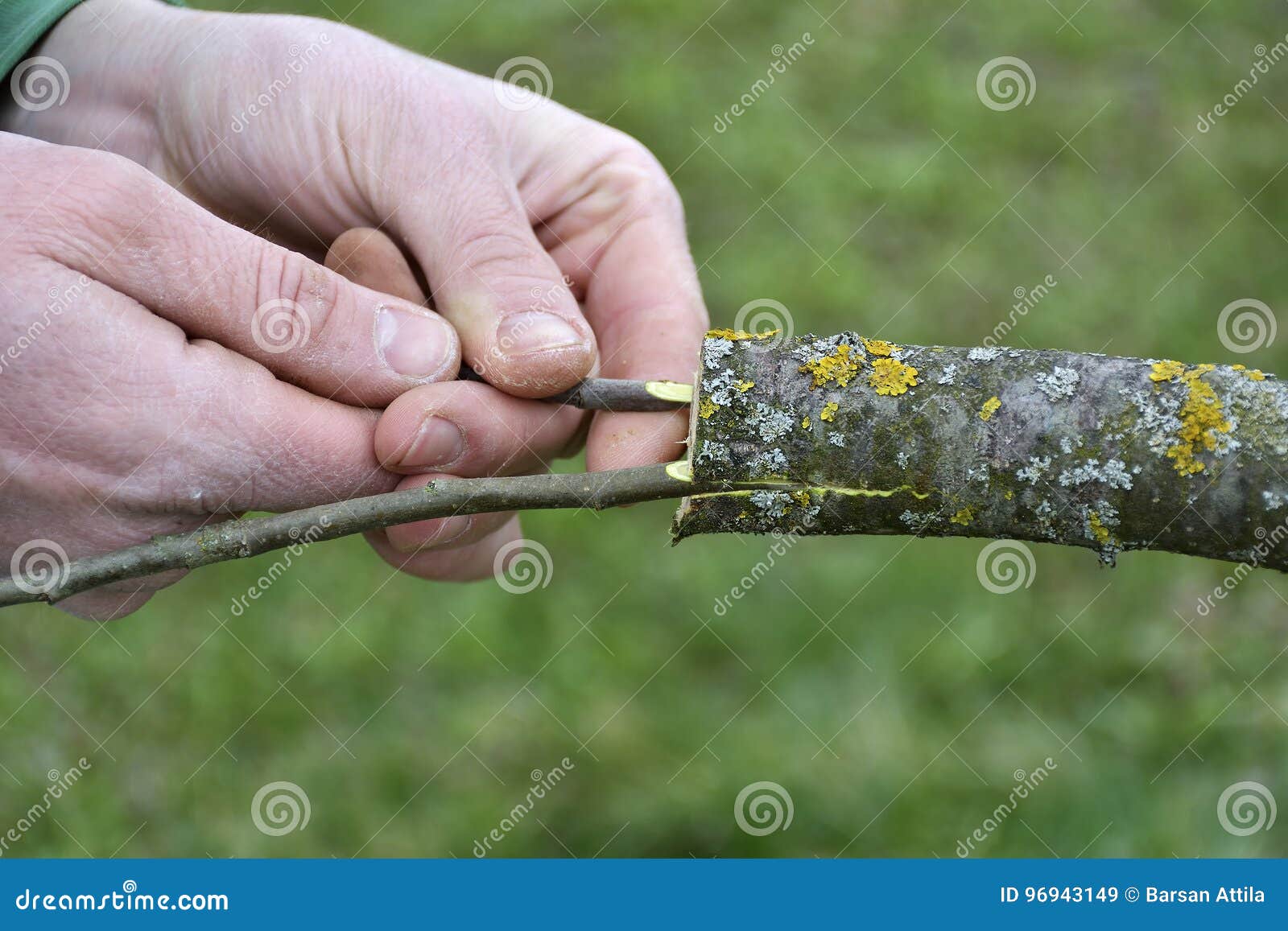 Grafting Old Apple Tree on Spring Close Up Stock Image - Image of ...