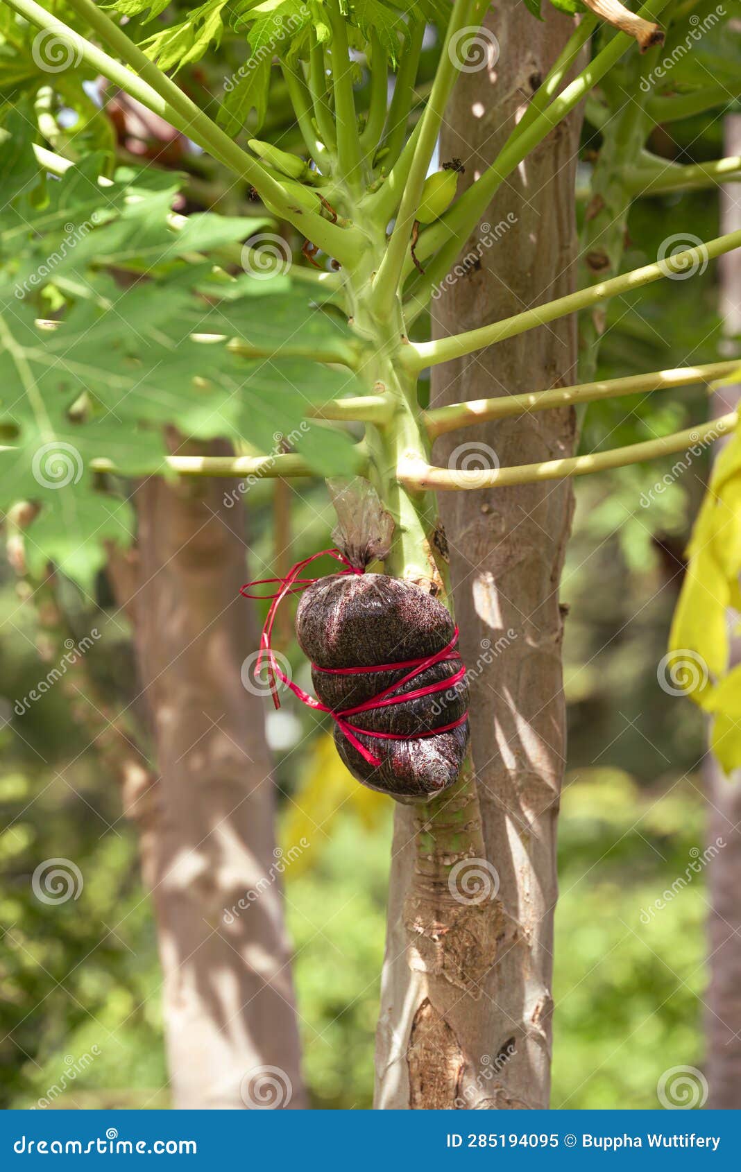 Grafting on Papaya Tree Branch Stock Image - Image of outdoor, growing ...