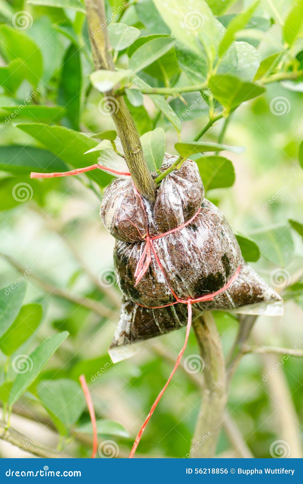 Grafting on the plant stock photo. Image of leaf, green - 56218856
