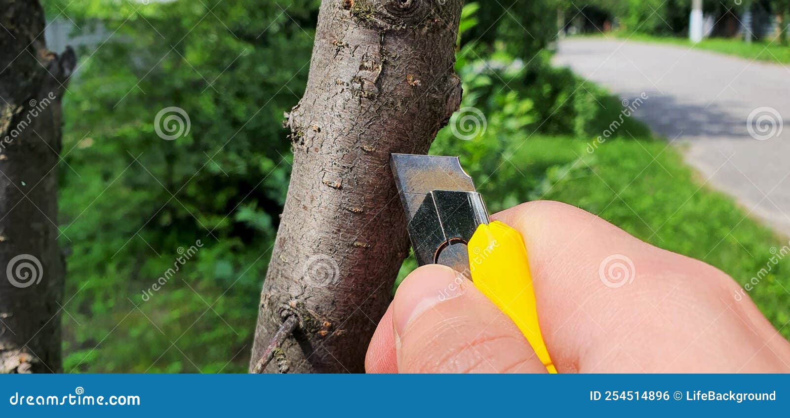 Grafting with a Plum Tree Bud. First You Need To Make a Vertical Cut in ...