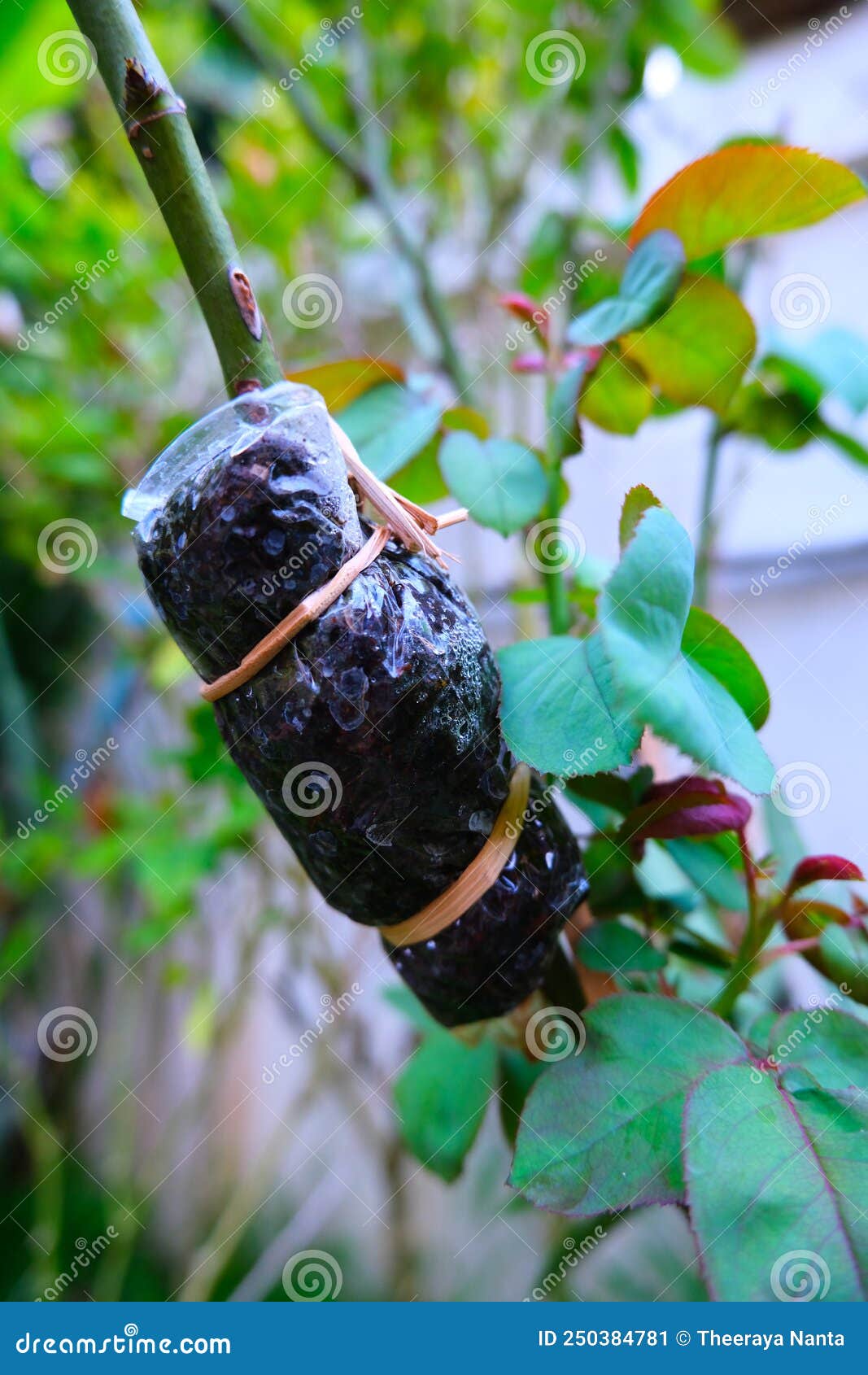 Grafting of Rose Tree Branch, Stock Image - Image of fruit, garden ...