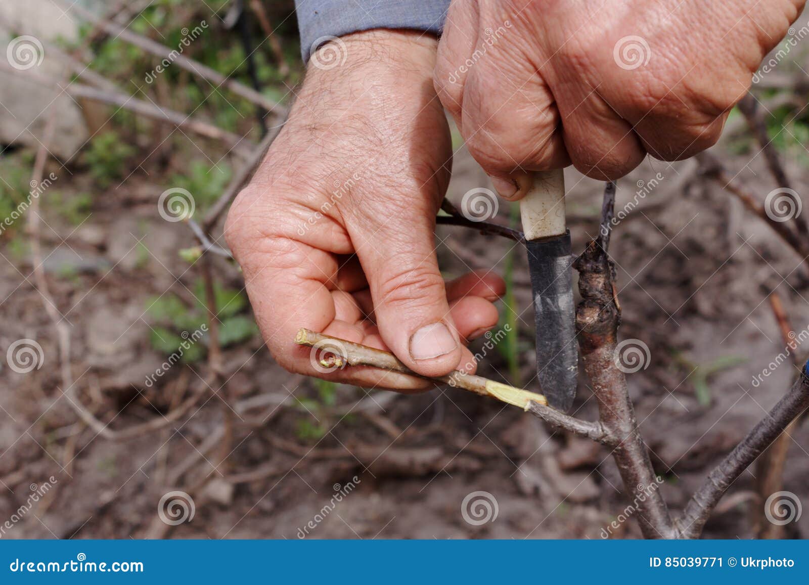 Grafting stock image. Image of growing, garden, macro - 85039771