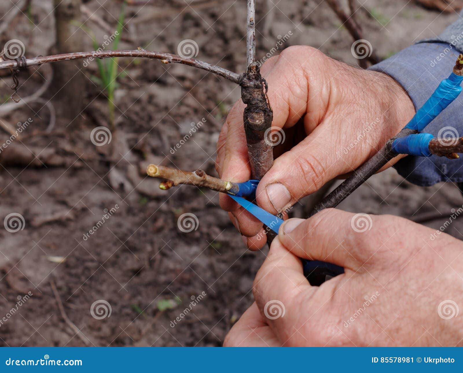 Grafting stock image. Image of technics, mature, branch - 85578981