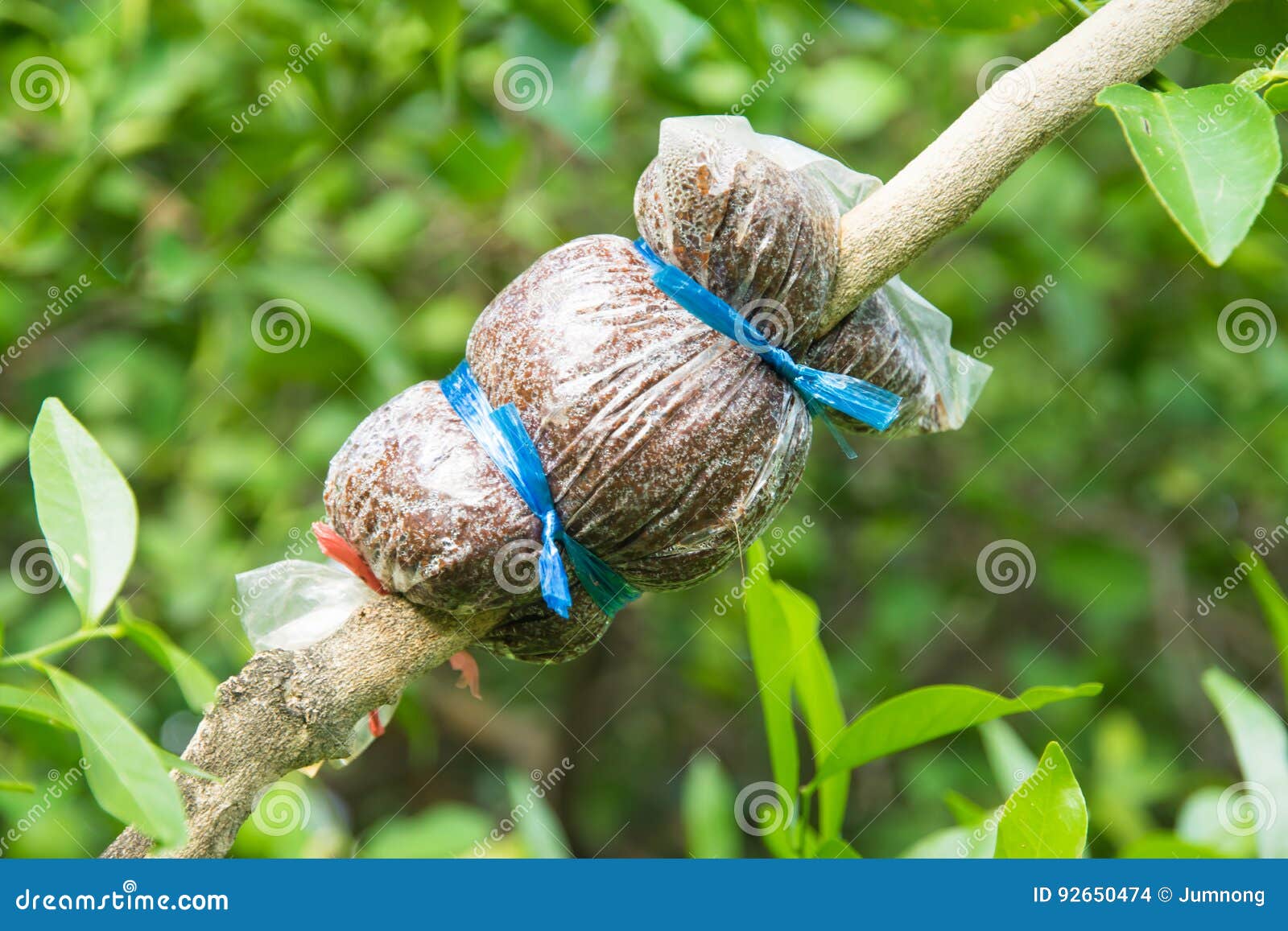 Grafting on Tree Branch, Agricultural in Thailand Stock Photo - Image ...