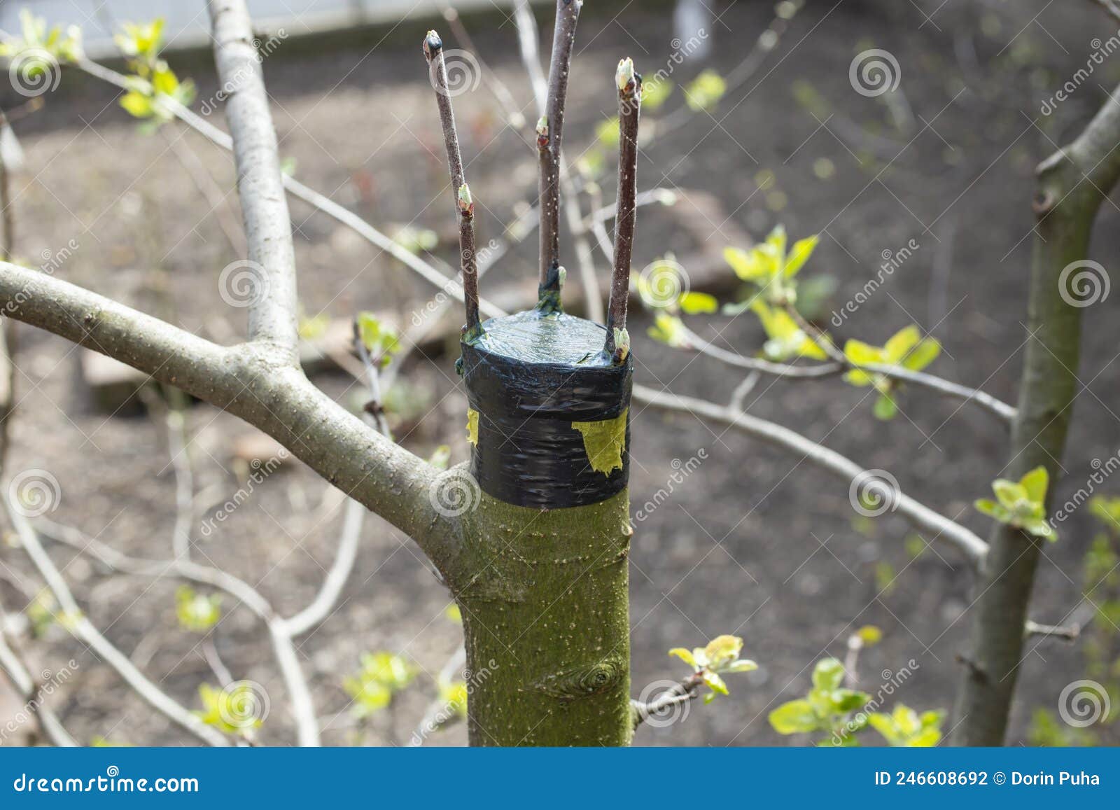 Grafting on a tree branch, stock photo. Image of produce - 246608692