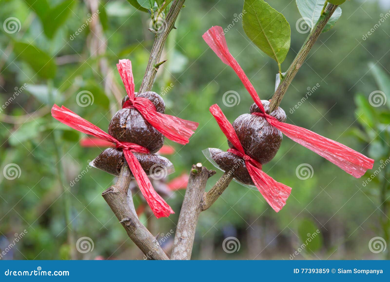 Grafting on tree branch stock image. Image of green, technique - 77393859