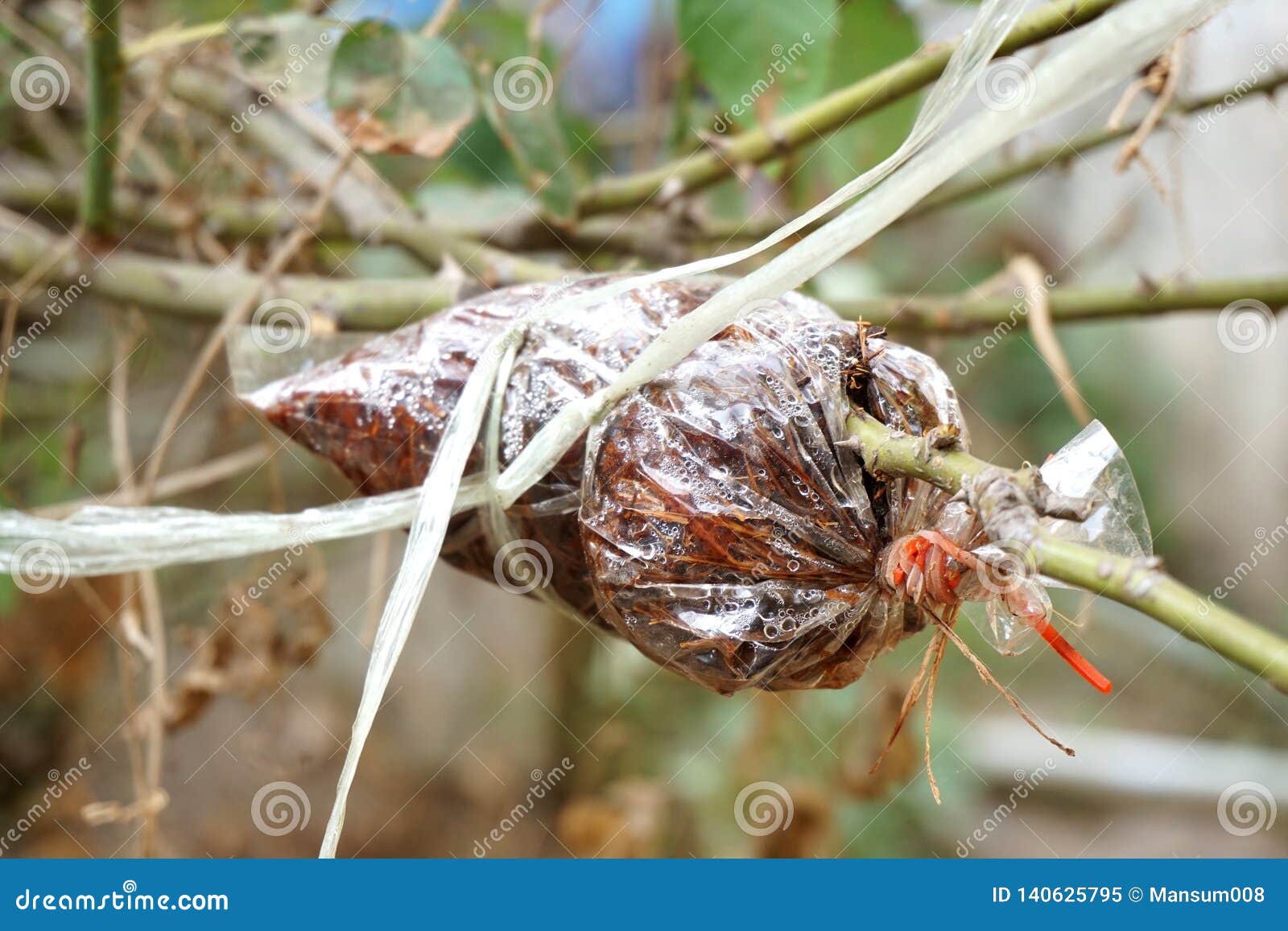 Grafting on Tree Branch in Garden Stock Image - Image of graft ...