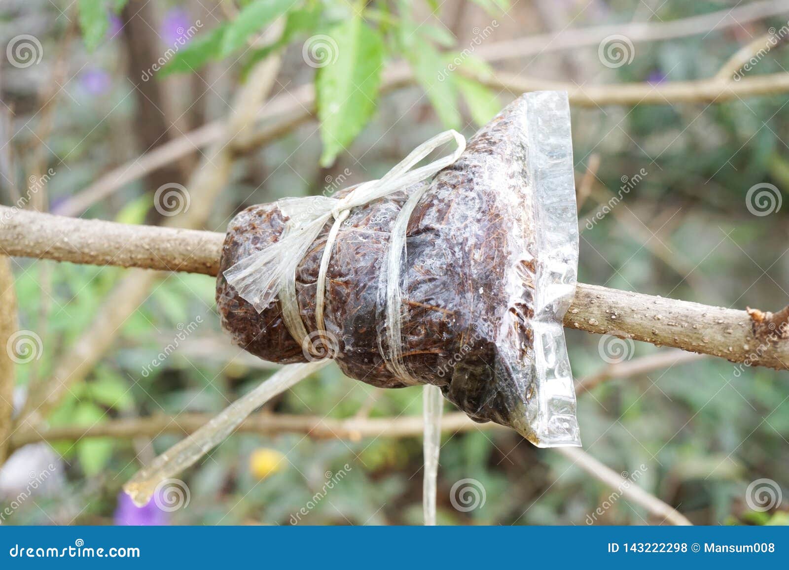 Grafting on Tree Branch in Garden Stock Photo - Image of agriculture ...
