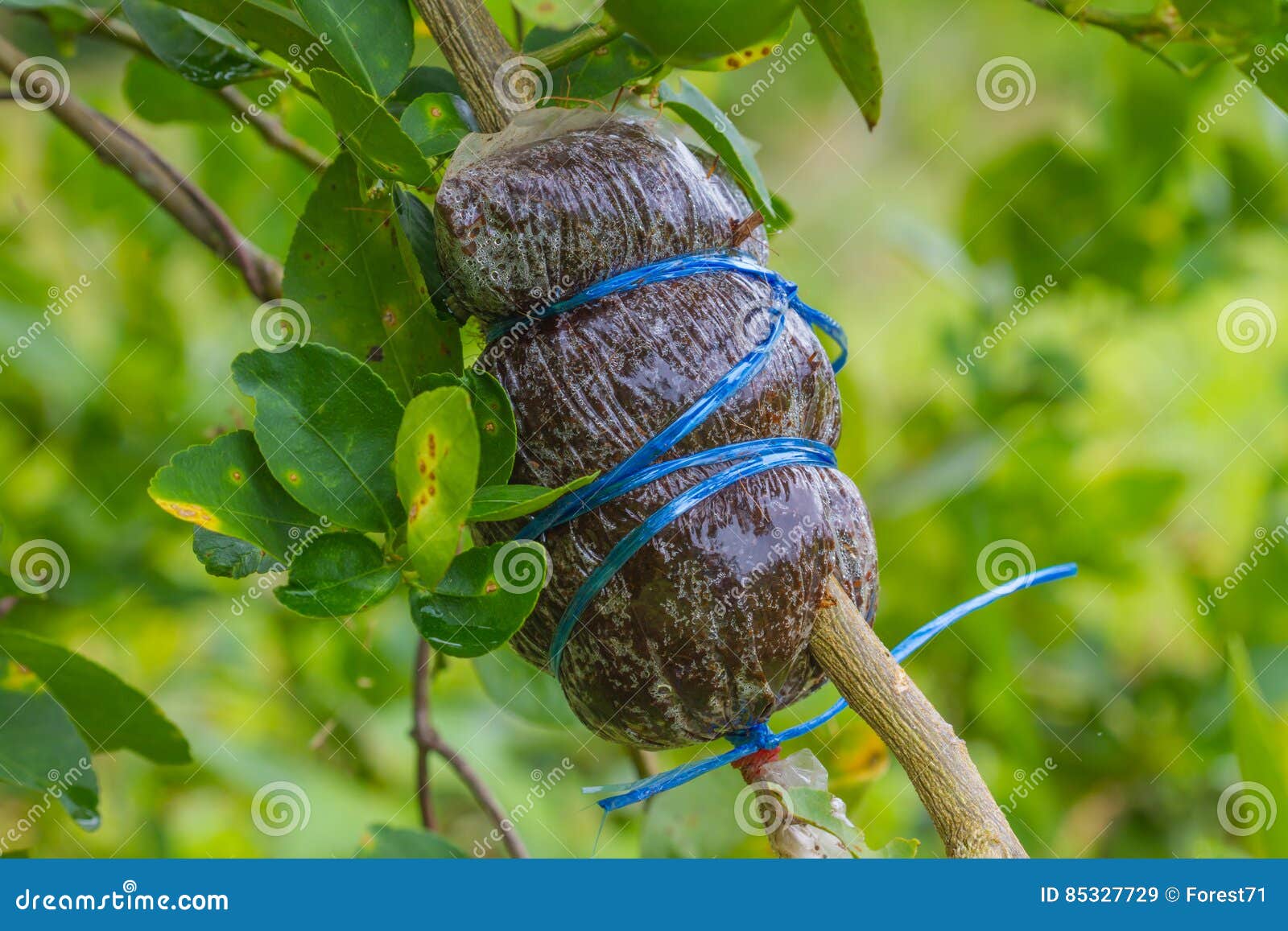 Grafting on tree branch stock image. Image of tree, graft - 85327729