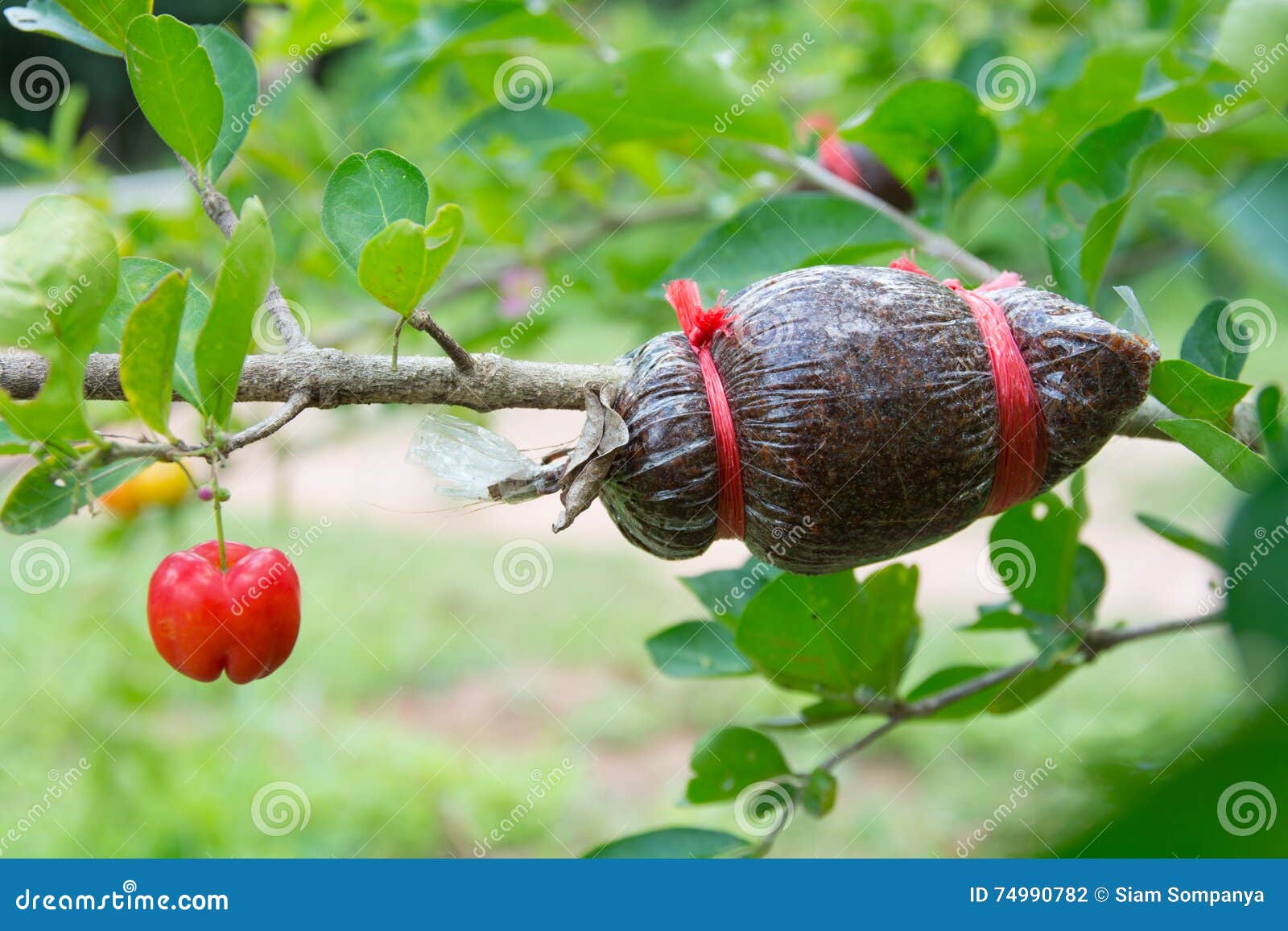 Grafting on tree branch stock photo. Image of green, grafting - 74990782