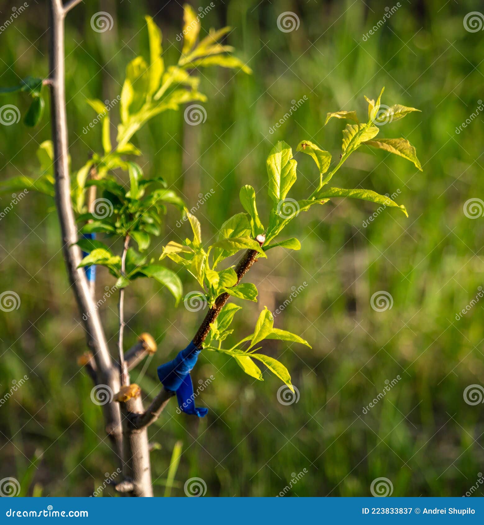 Grafting on a Tree Branch in Spring. Stock Image - Image of care ...