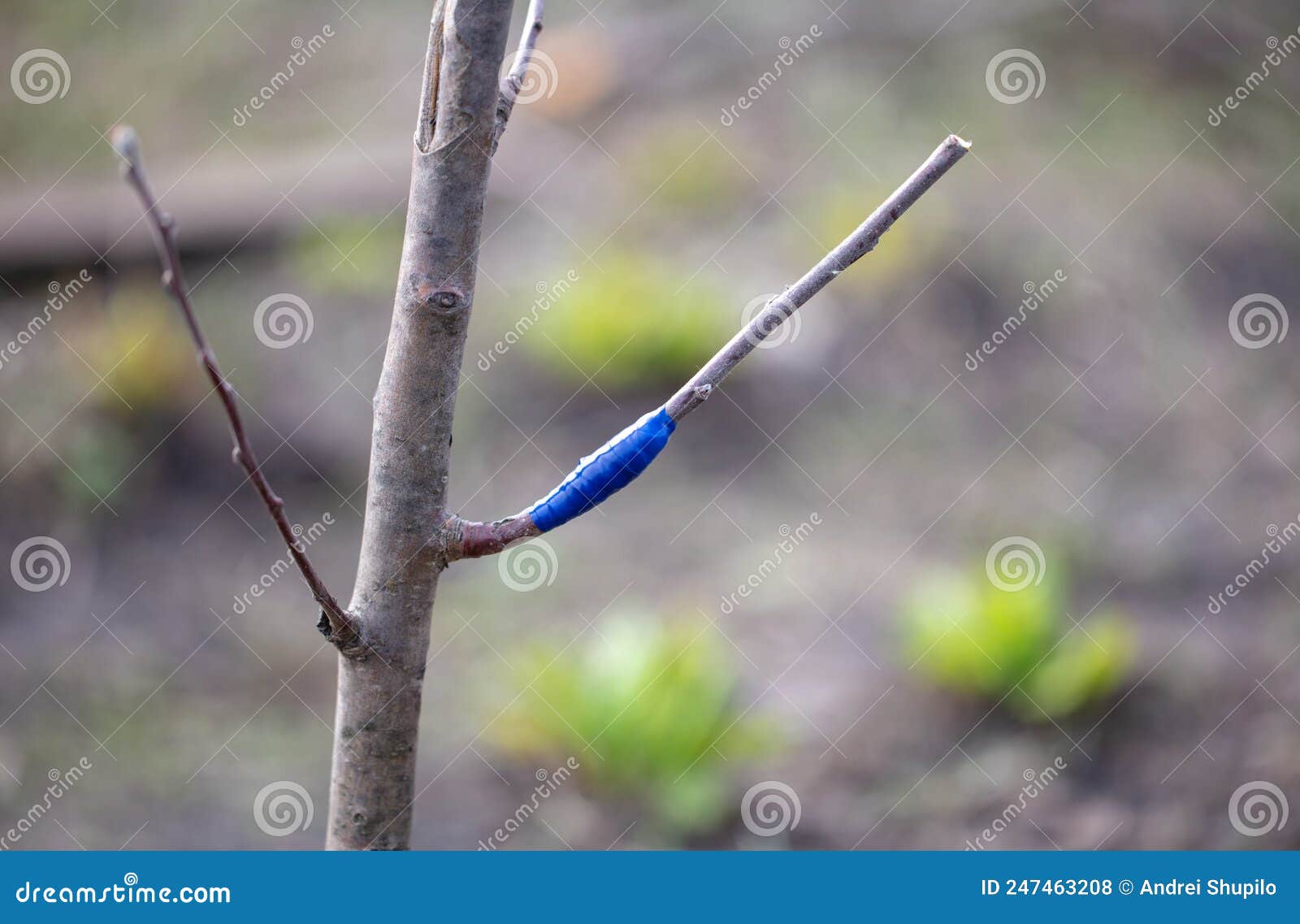 Grafting on a Tree Branch in Spring. Stock Photo - Image of tree ...