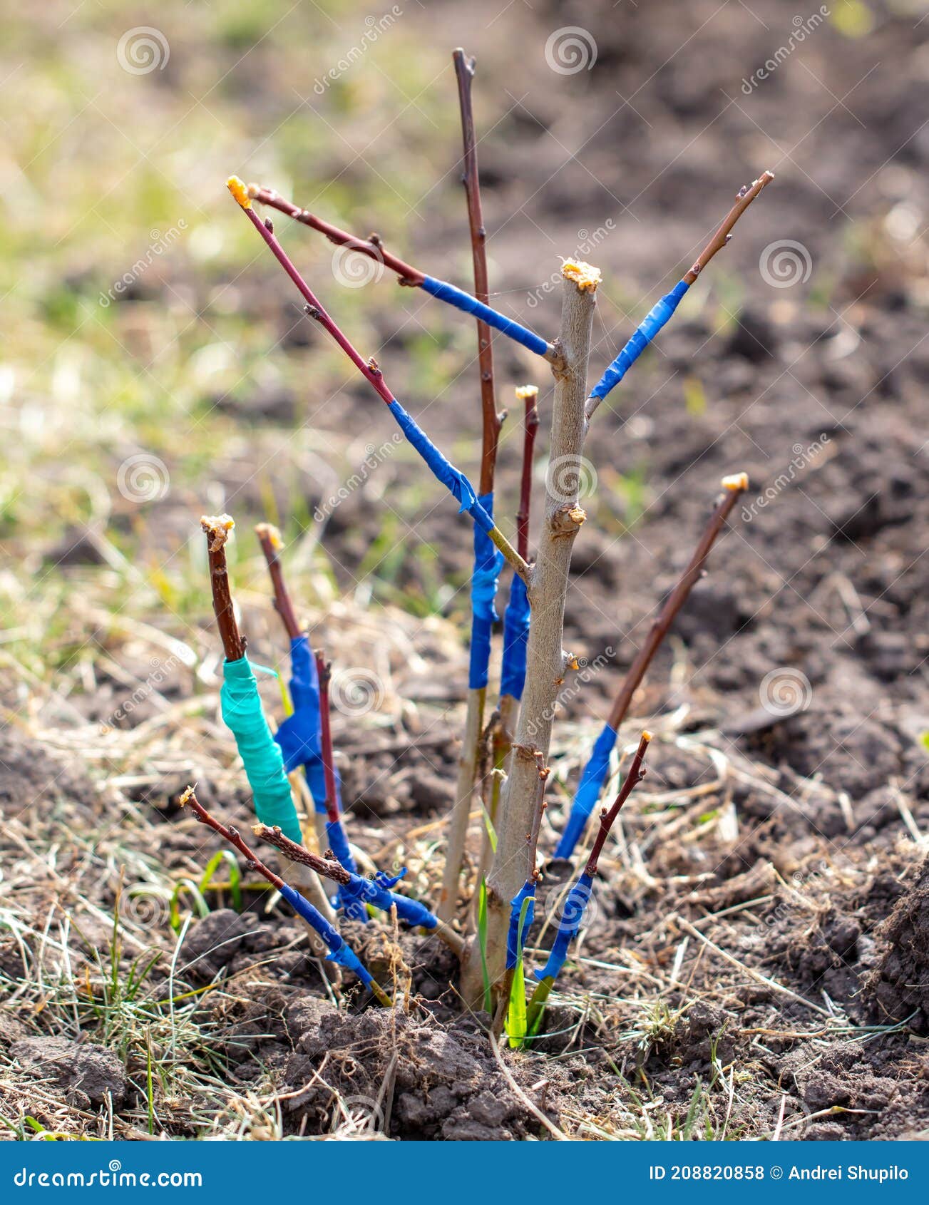 Grafting on Tree Branches in the Garden Stock Photo - Image of branch ...