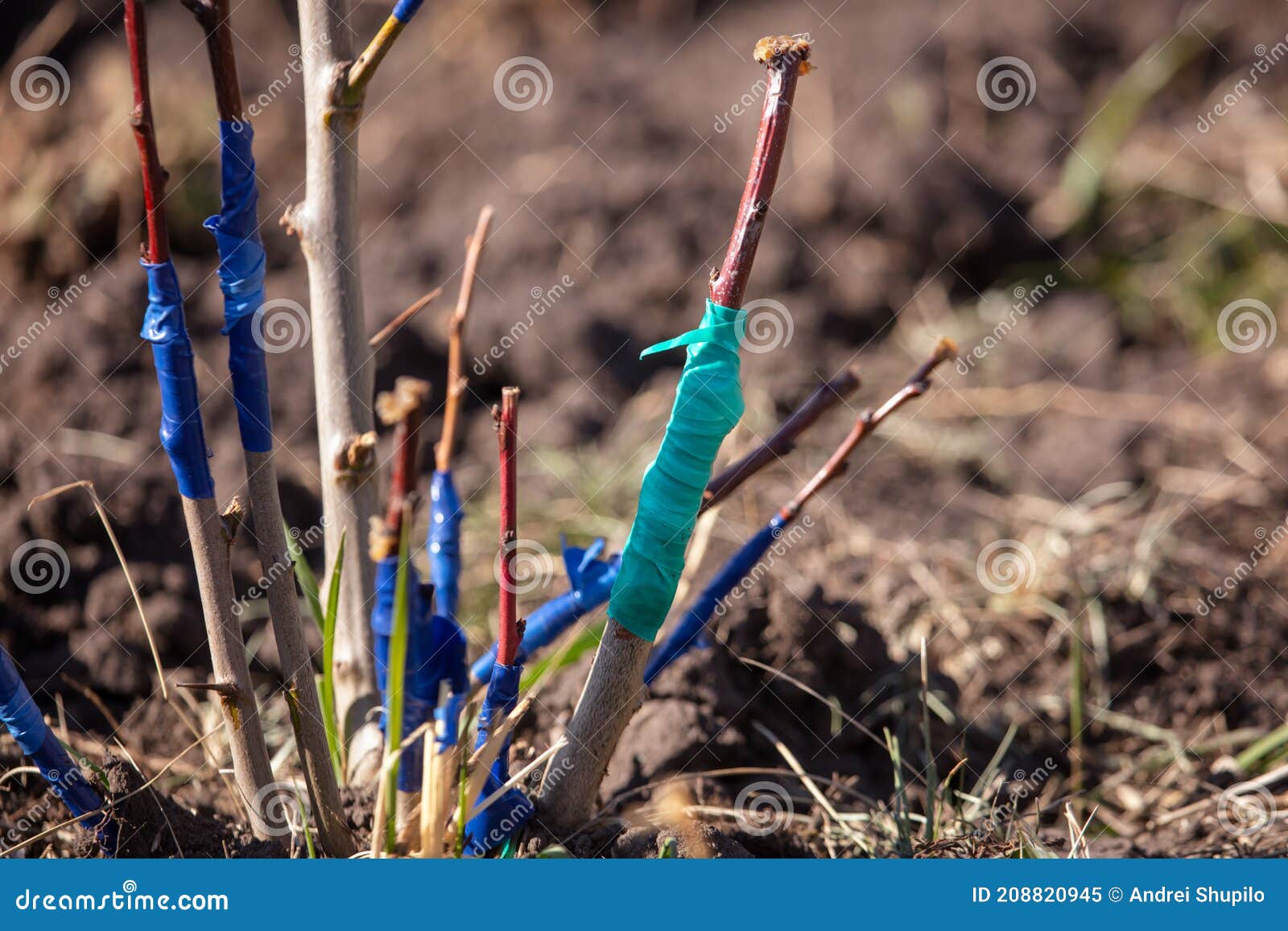 Grafting on Tree Branches in the Garden Stock Image - Image of fruit ...