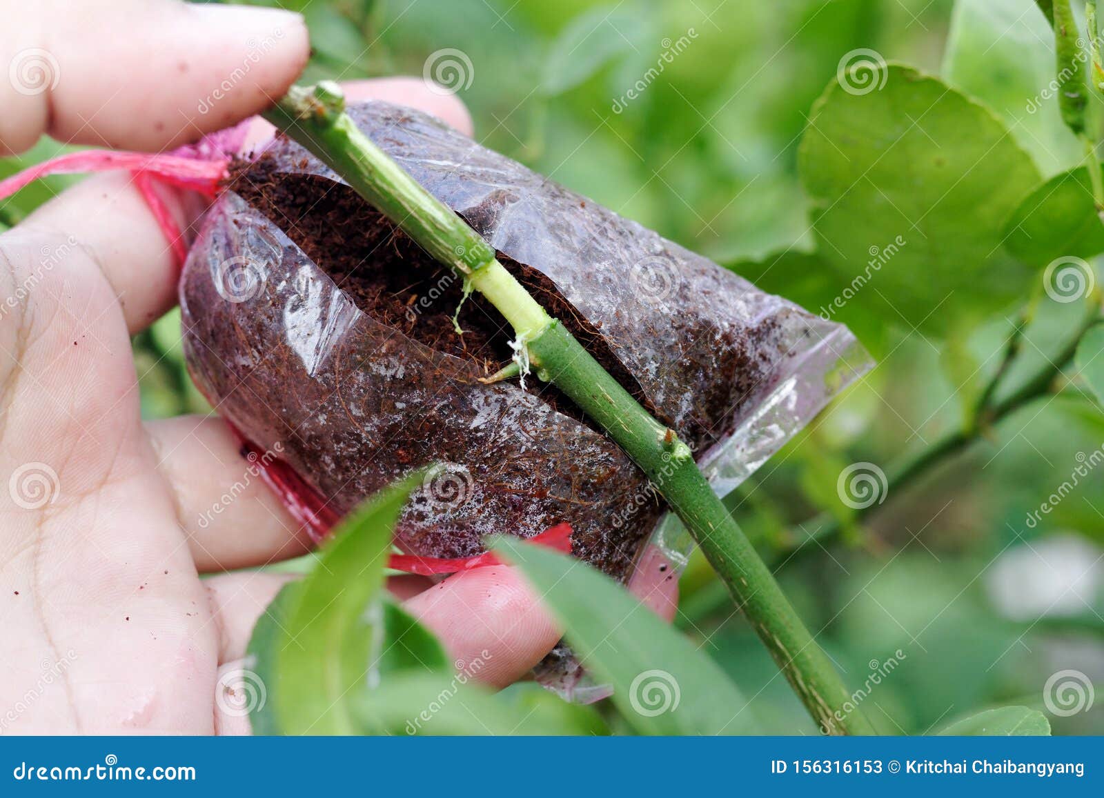 Grafting Tree Branch Bag, Grafting Is An Artificial Method Of Asexual ...