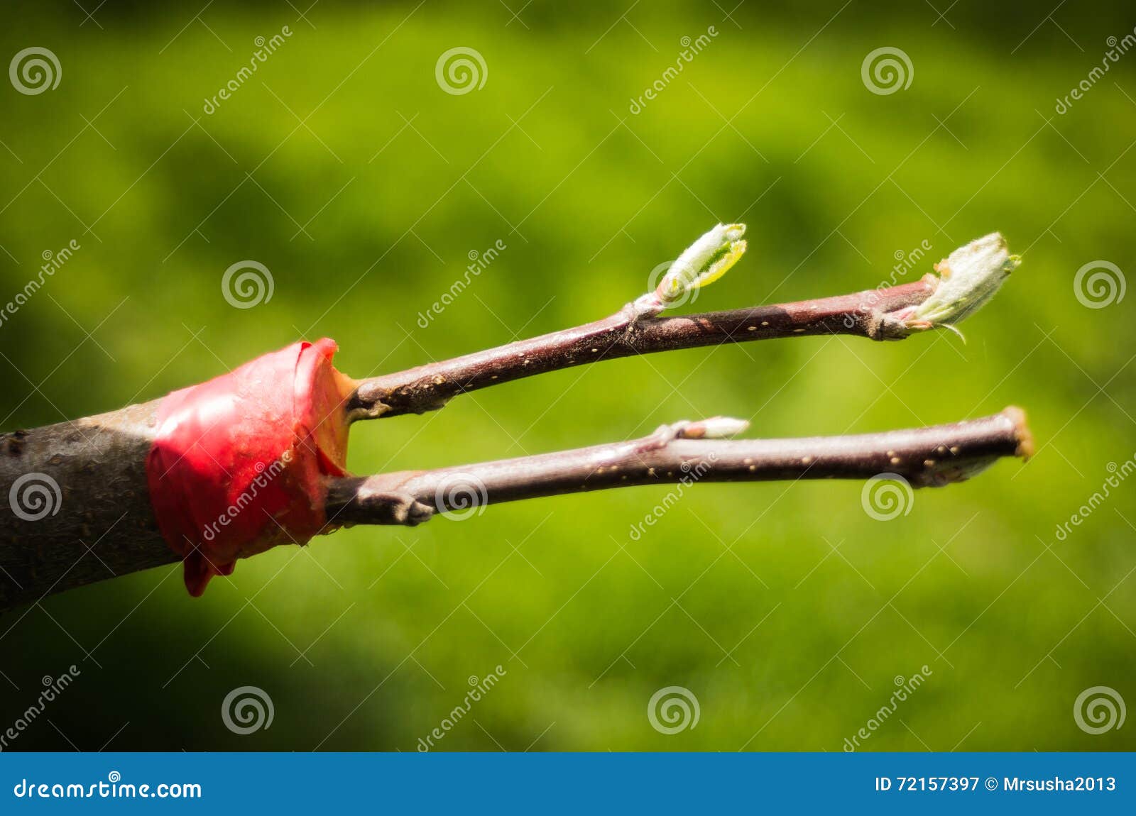 Grafting trees stock image. Image of cuttings, leaves - 72157397