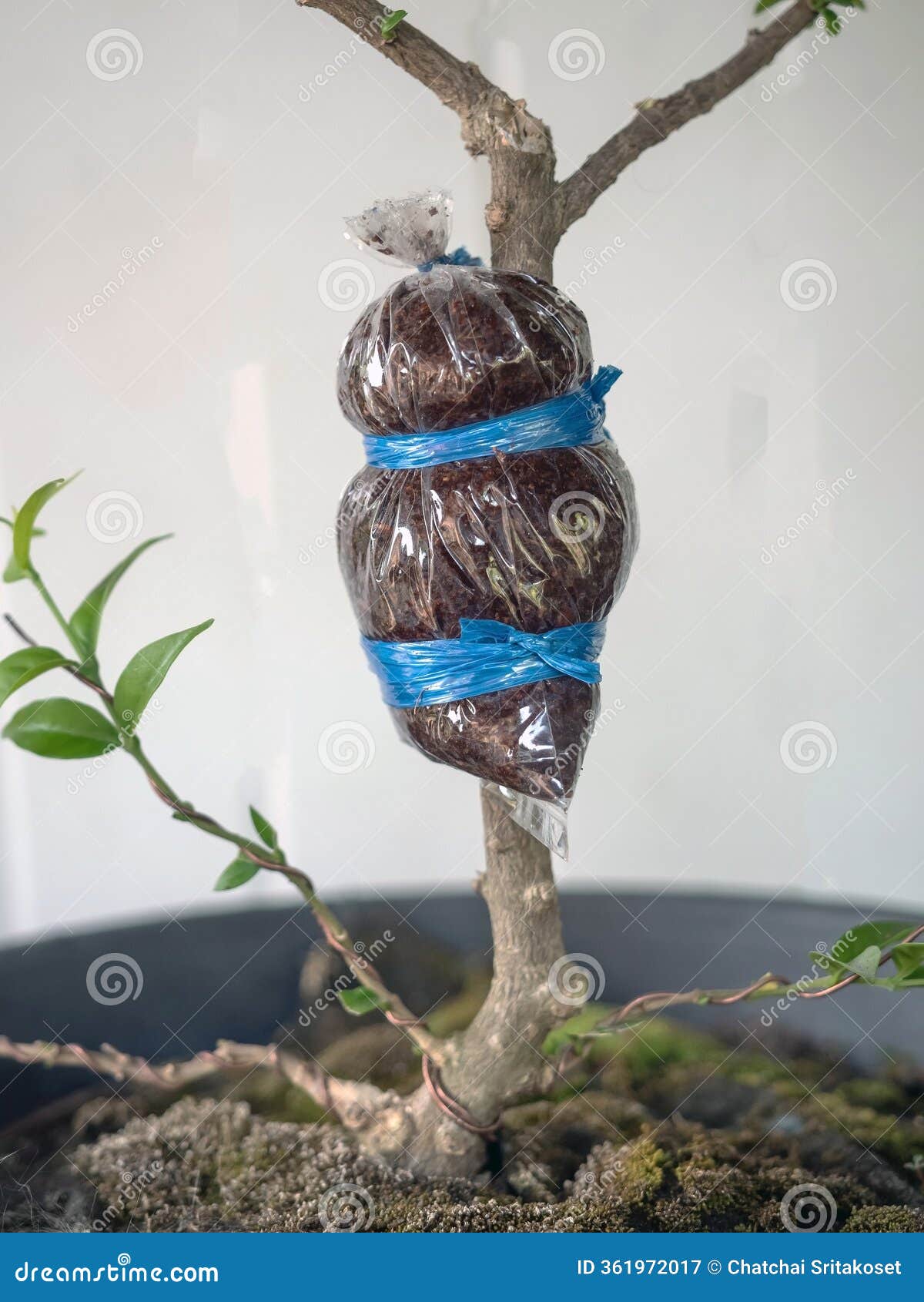 Grafting Wrightia Religiosa Benth with Coconut Coir Stock Image - Image ...