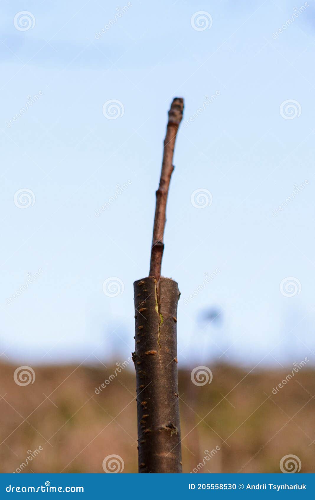 Grafting of Young Fruit Trees, Spring Reproduction of Fruit Tree ...