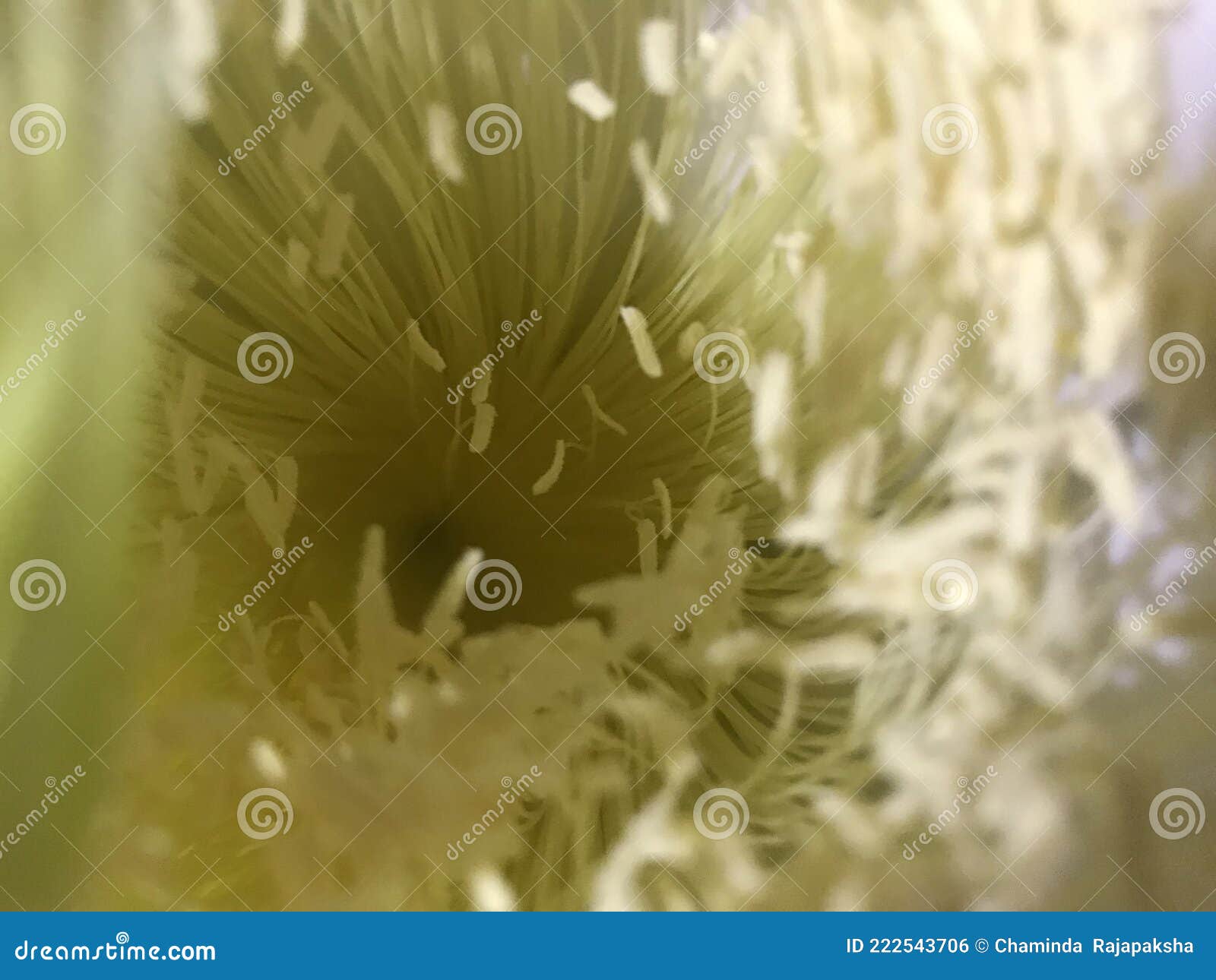 Gragan Fruit Stock Photos - Free & Royalty-Free Stock Photos from ...