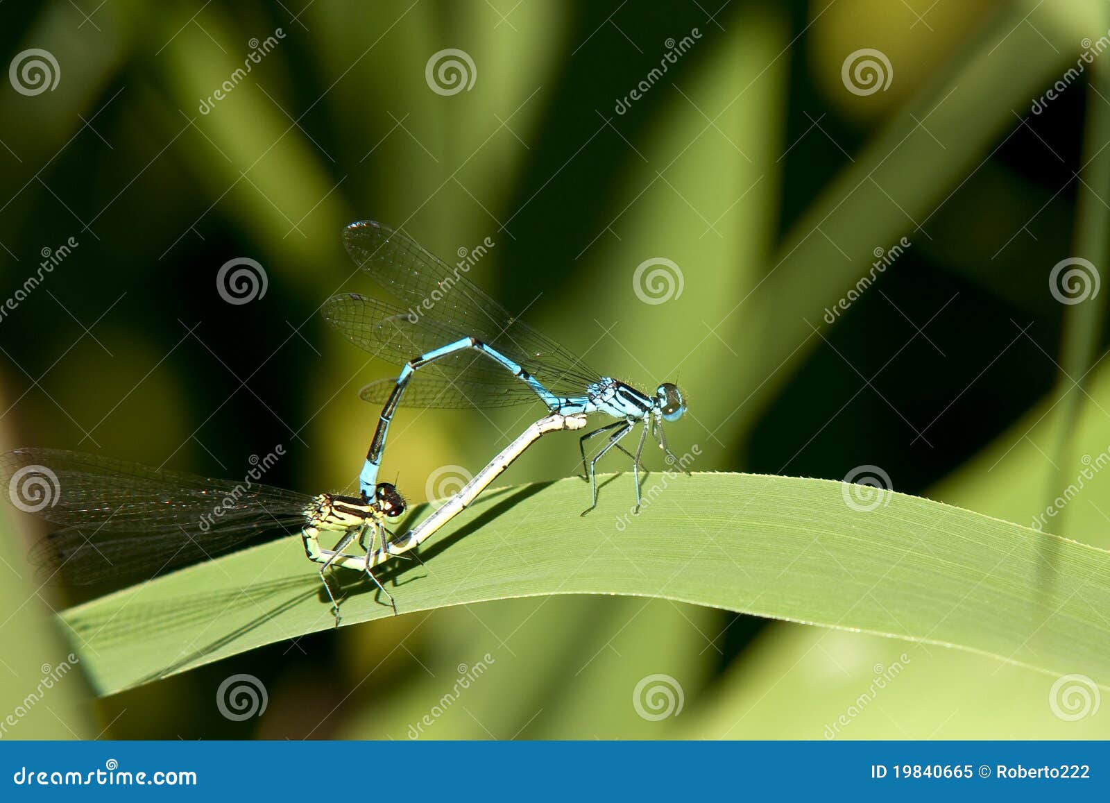 Gragonfly love stock image. Image of closeup, love, nature - 19840665