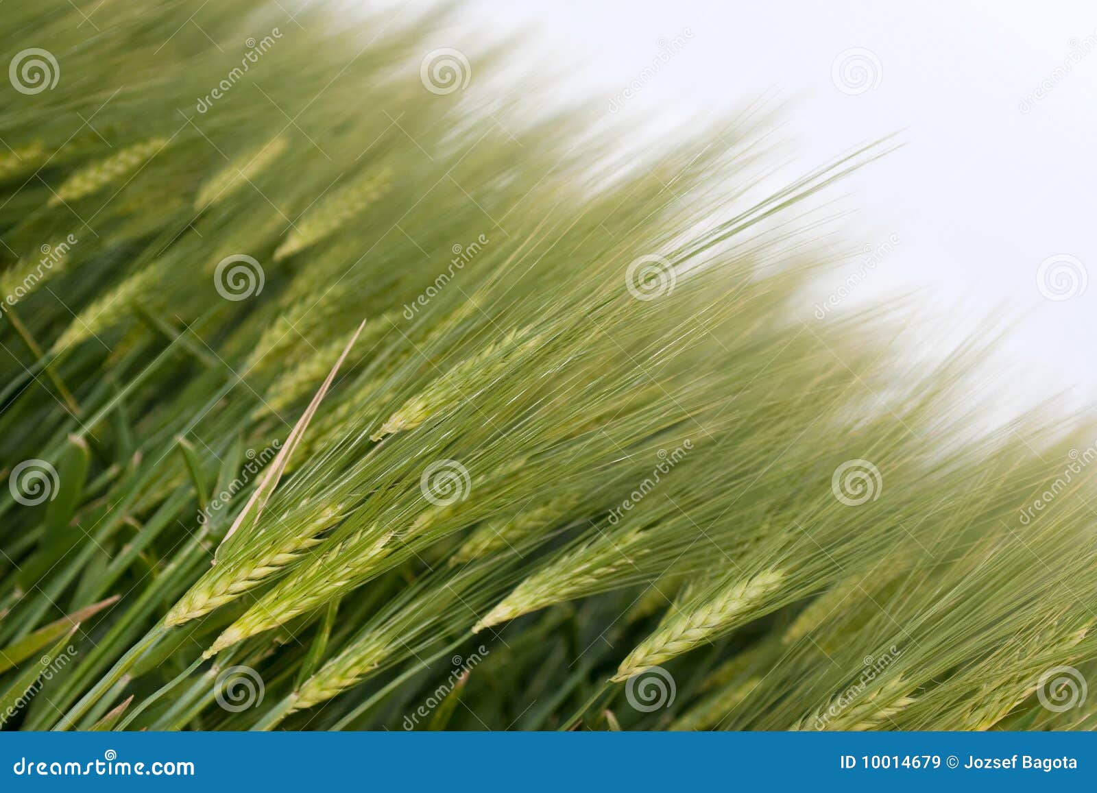 Grain stock image. Image of rural, agriculture, structure - 10014679