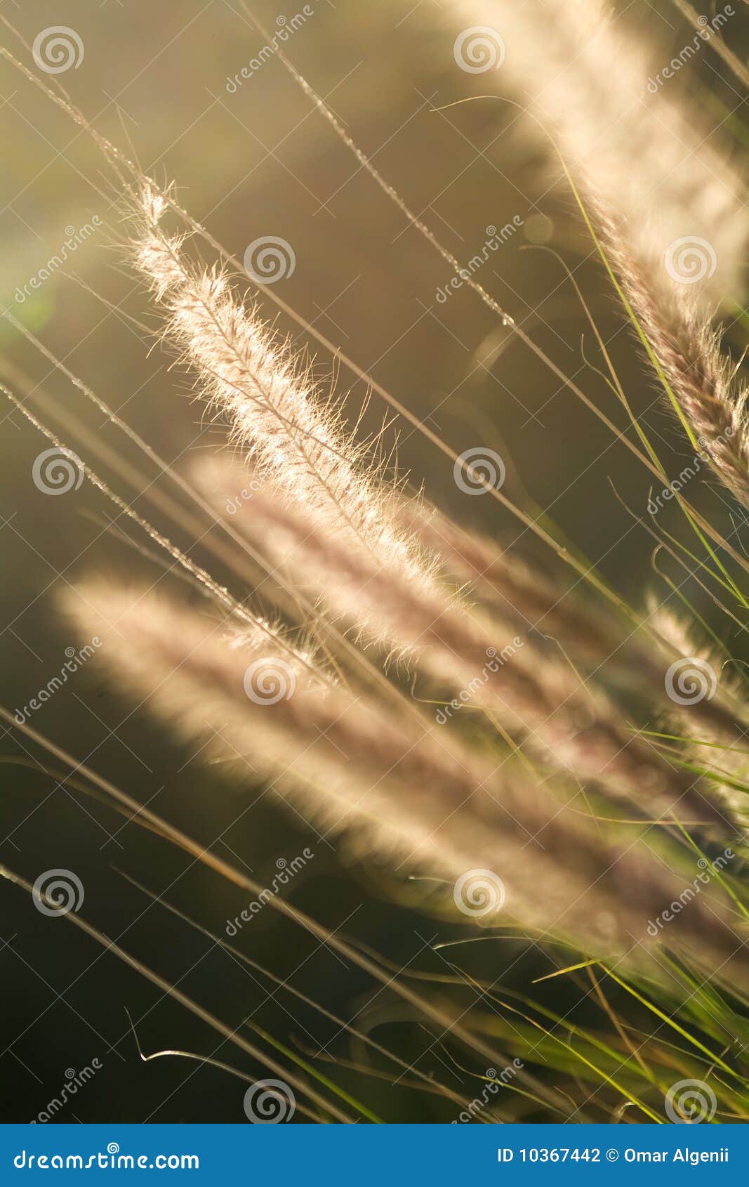 Grain stock photo. Image of leaves, wheat, plant, grain - 10367442