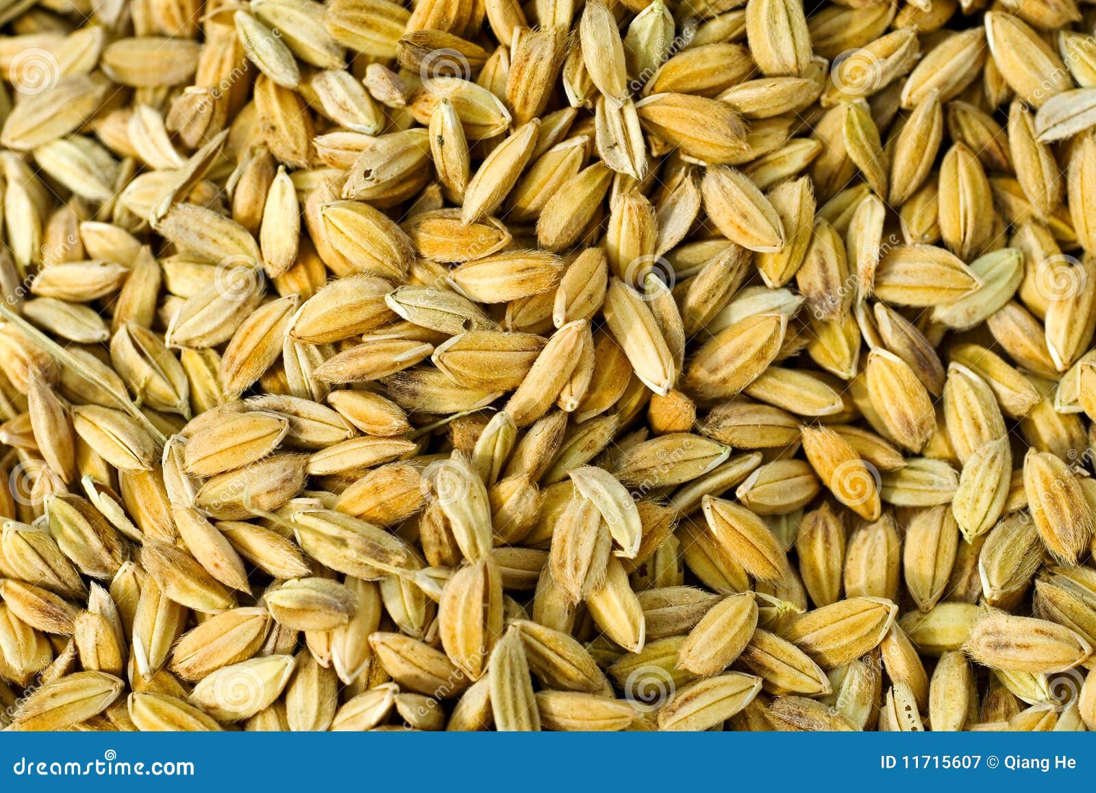 Grain stock image. Image of macro, shell, oryza, nature - 11715607