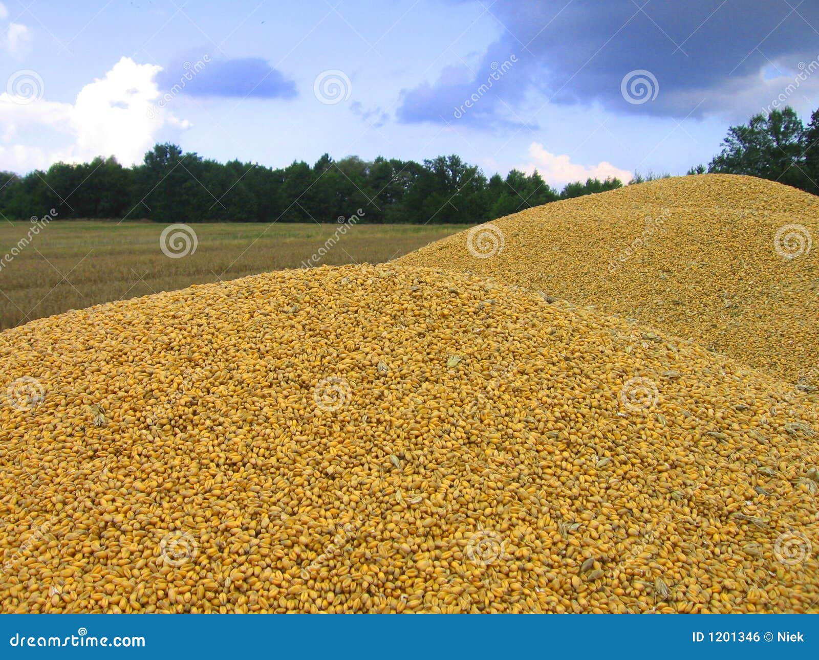Grain stock photo. Image of wheat, food, farming, corn - 1201346