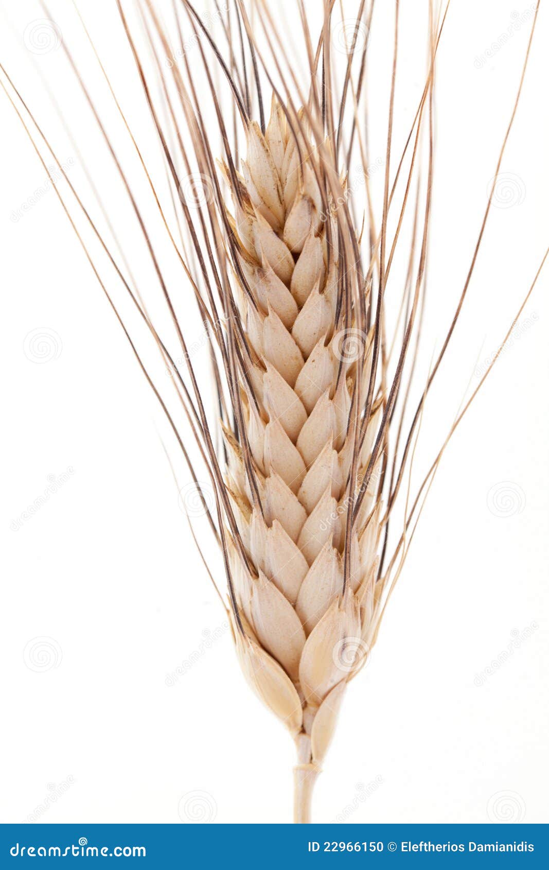Grain stock photo. Image of natural, cereal, agricultural - 22966150