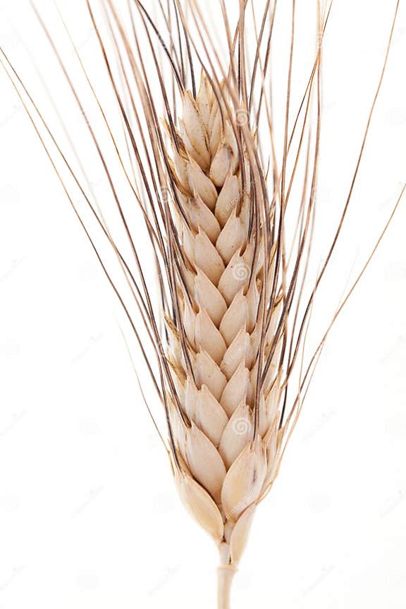Grain stock photo. Image of natural, cereal, agricultural - 22966150