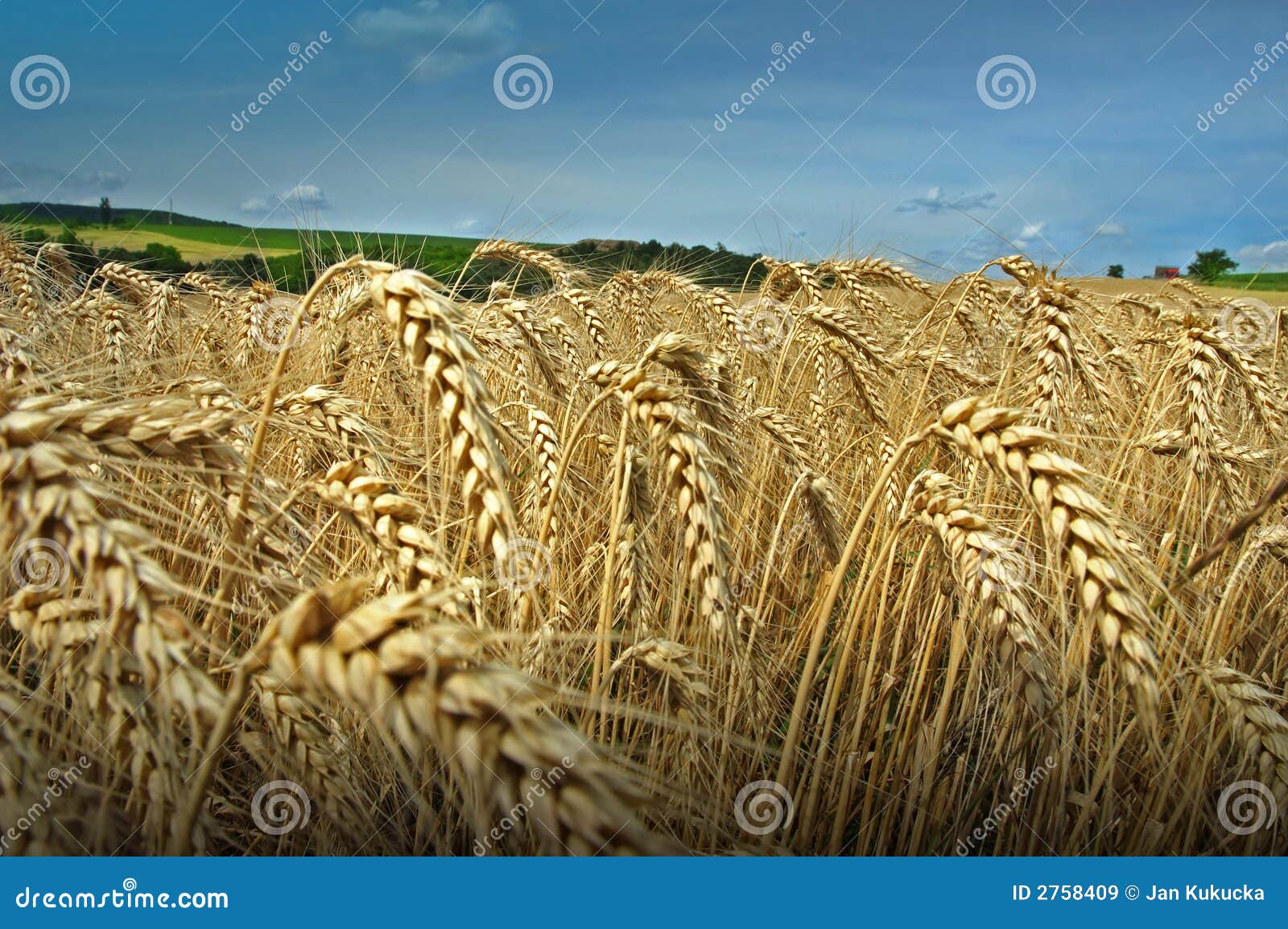 Grain stock image. Image of natural, grain, field, country - 2758409