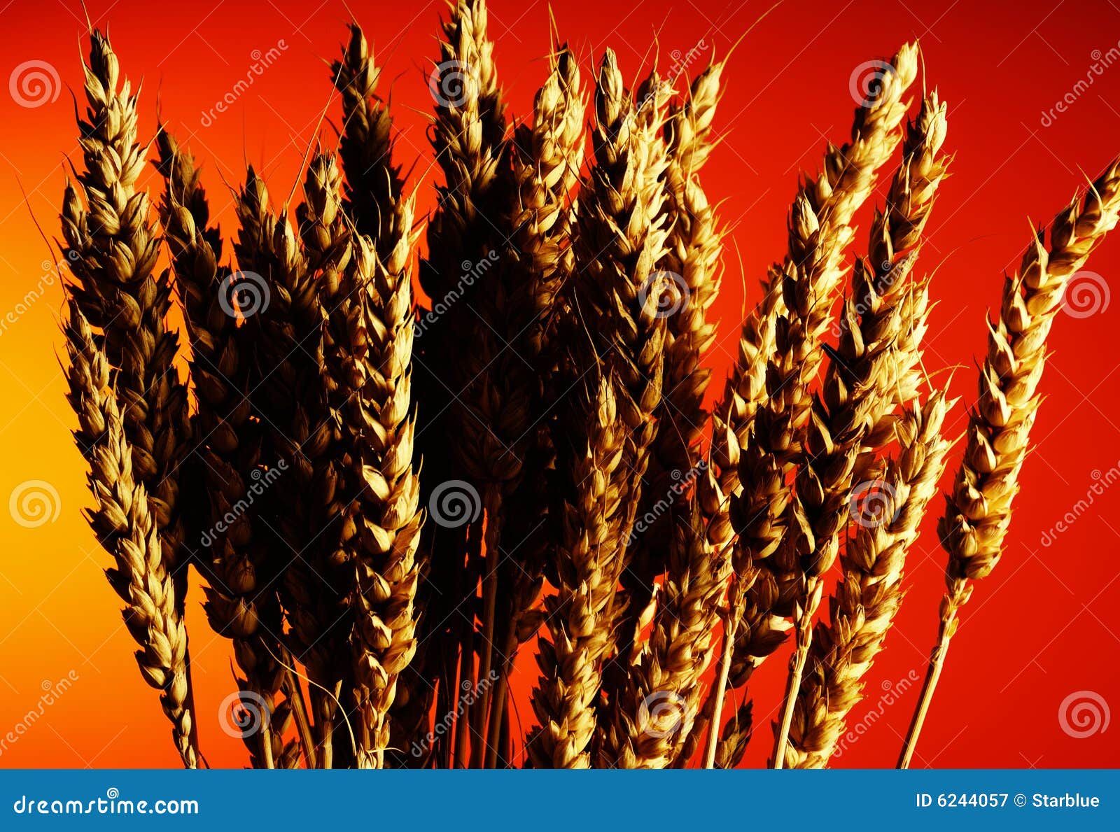 Grain stock image. Image of concept, nature, wheat, nutrition - 6244057