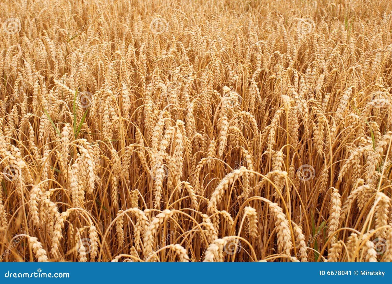 Grain stock image. Image of village, country, ecology - 6678041