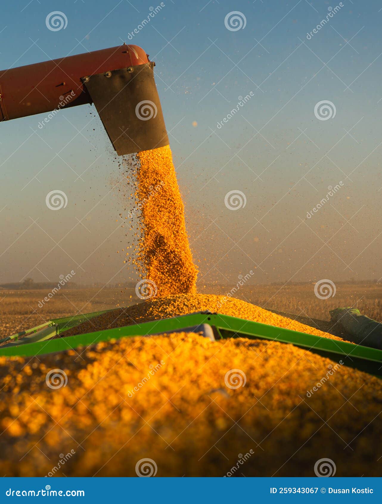 Combine Transferring Corn after Harvest Stock Image - Image of farming ...