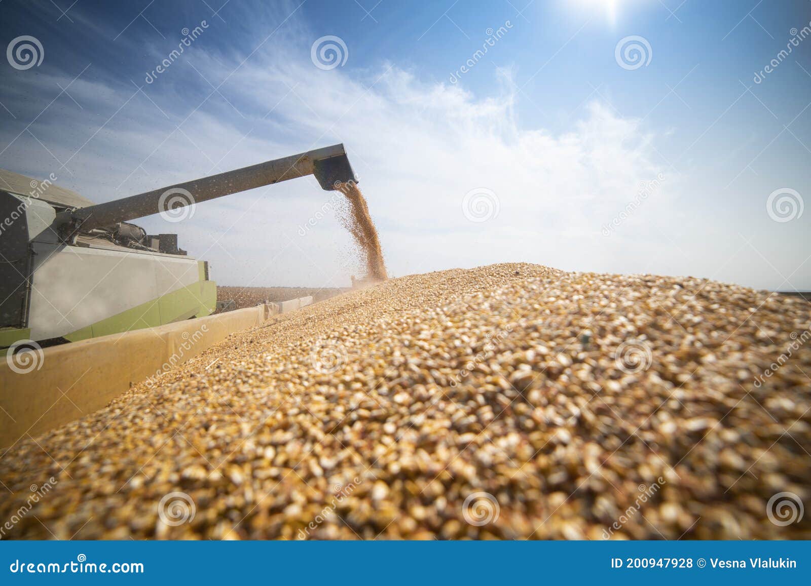 Unloading Corn Maize Grains at Field during Harvest Stock Photo - Image ...