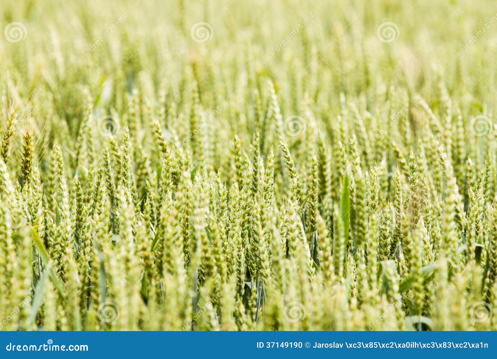 Grain background stock photo. Image of crop, landscape - 37149190