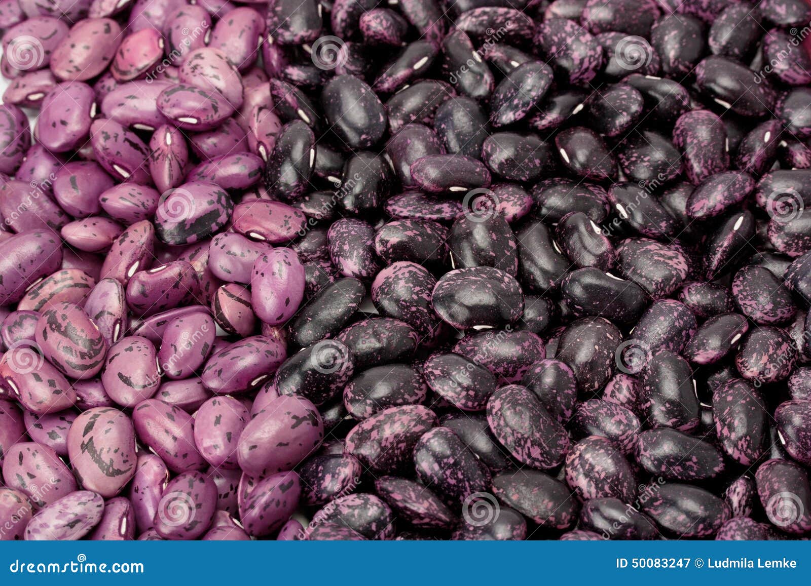 Grain beans stock image. Image of collection, harvest - 50083247