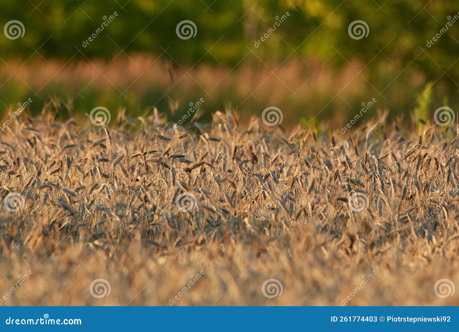 Grain, Beautiful Summer Background Stock Image - Image of summer ...