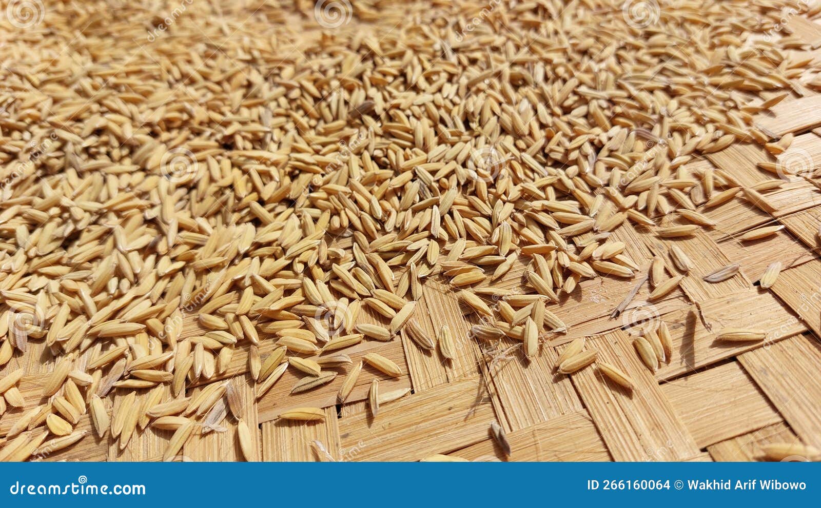 The Grain that is Being Dried Under the Hot Sun Stock Photo - Image of ...
