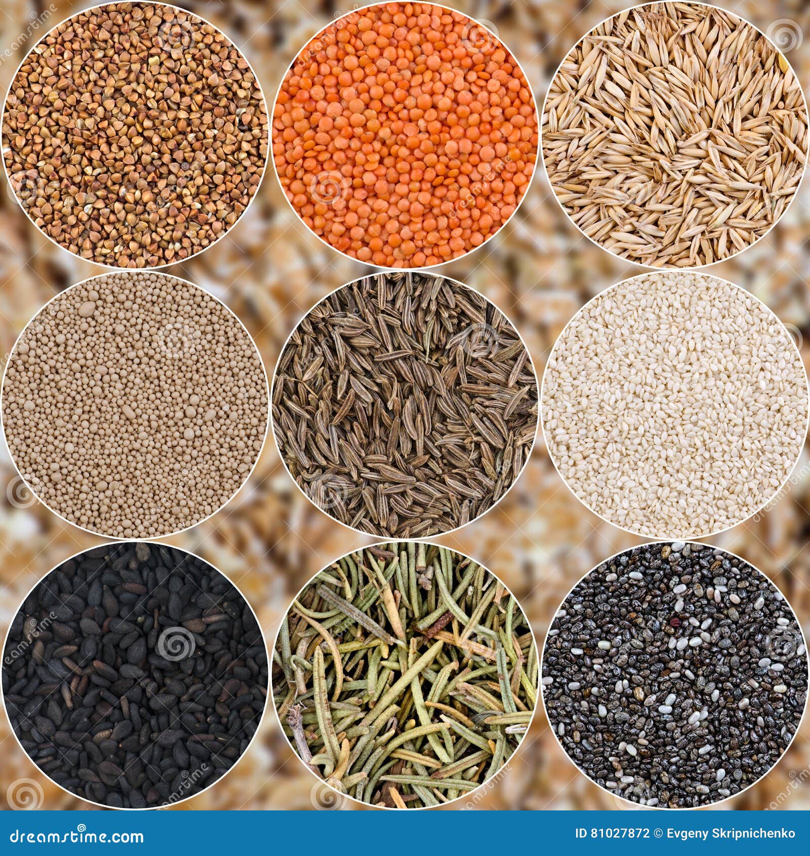 Grain Cereal Collage Circles Stock Photo - Image of nature, agriculture ...