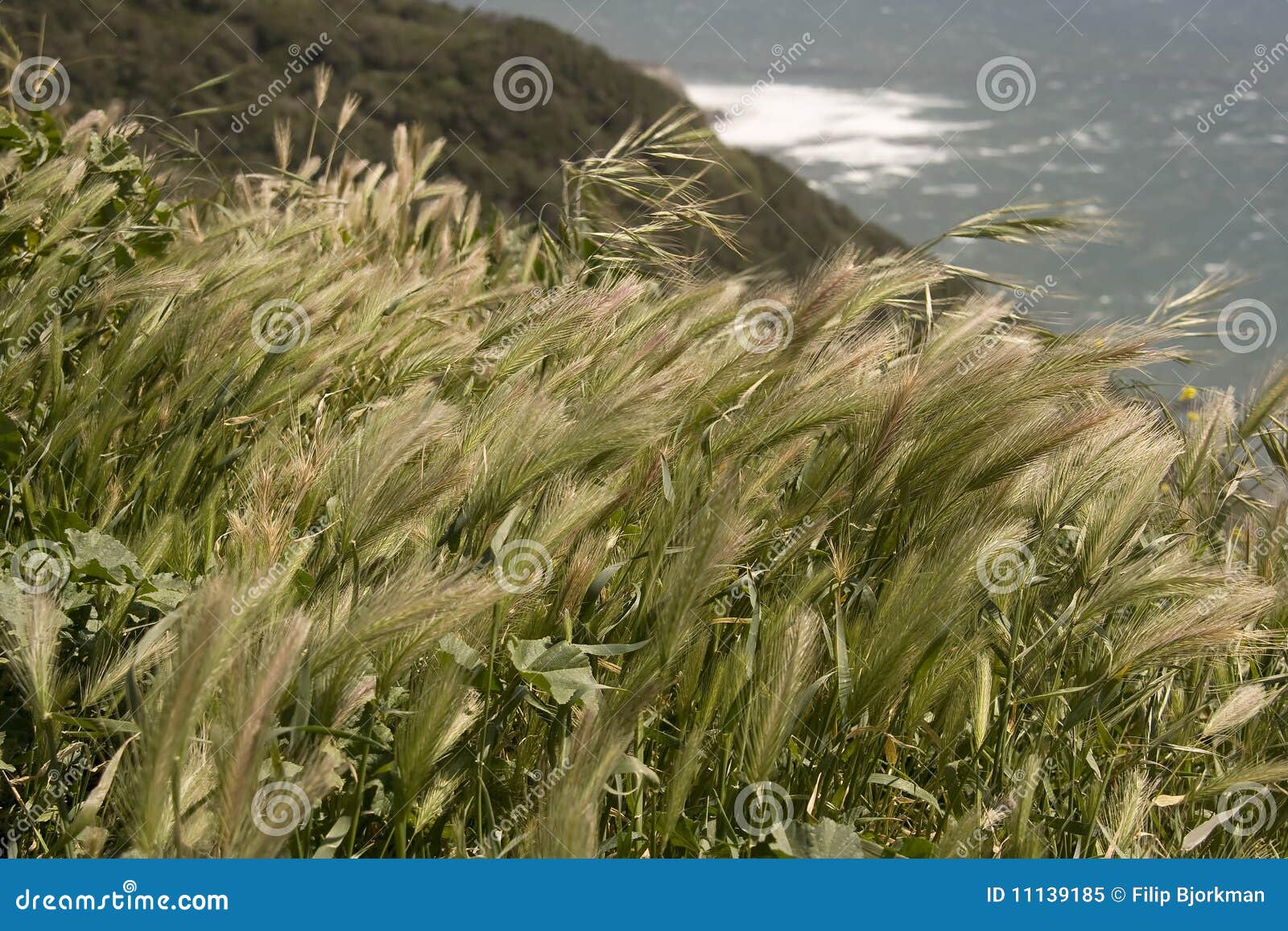 Grain by the coast stock image. Image of vacation, isolated - 11139185