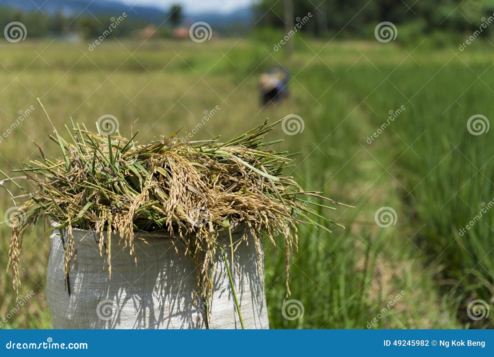 Grain Collection Royalty-Free Stock Image | CartoonDealer.com #41168344