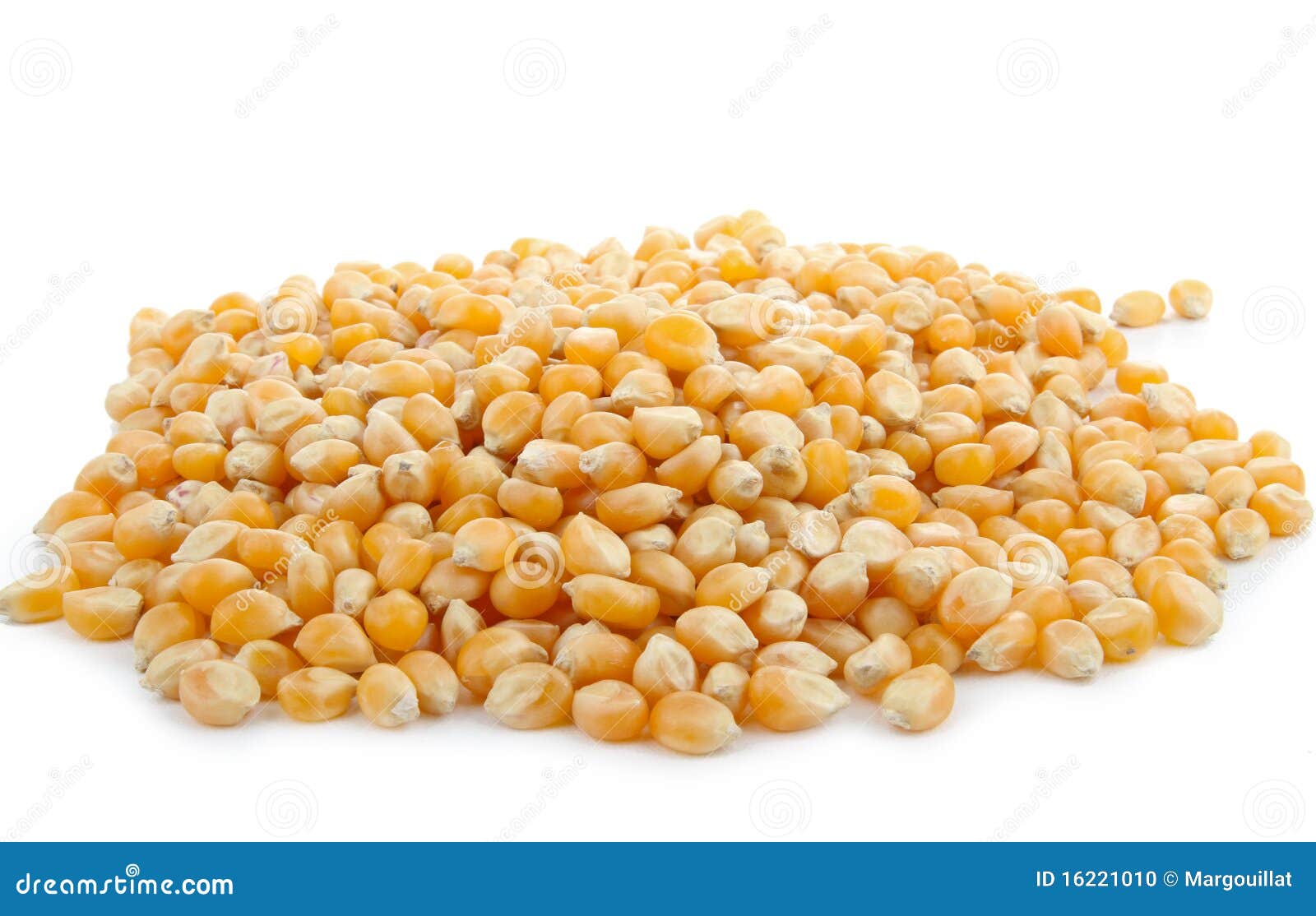 Grain of corn stock photo. Image of healthy, plant, agriculture - 16221010
