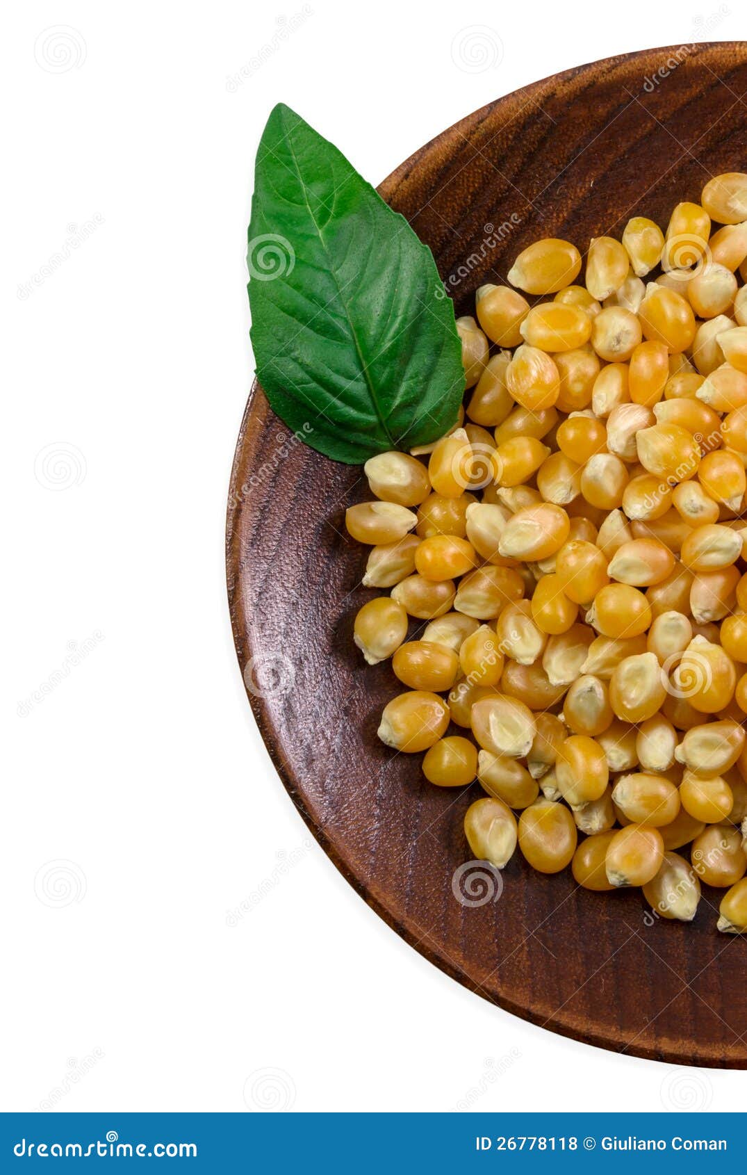 Grain corn stock photo. Image of flax, basil, healthy - 26778118