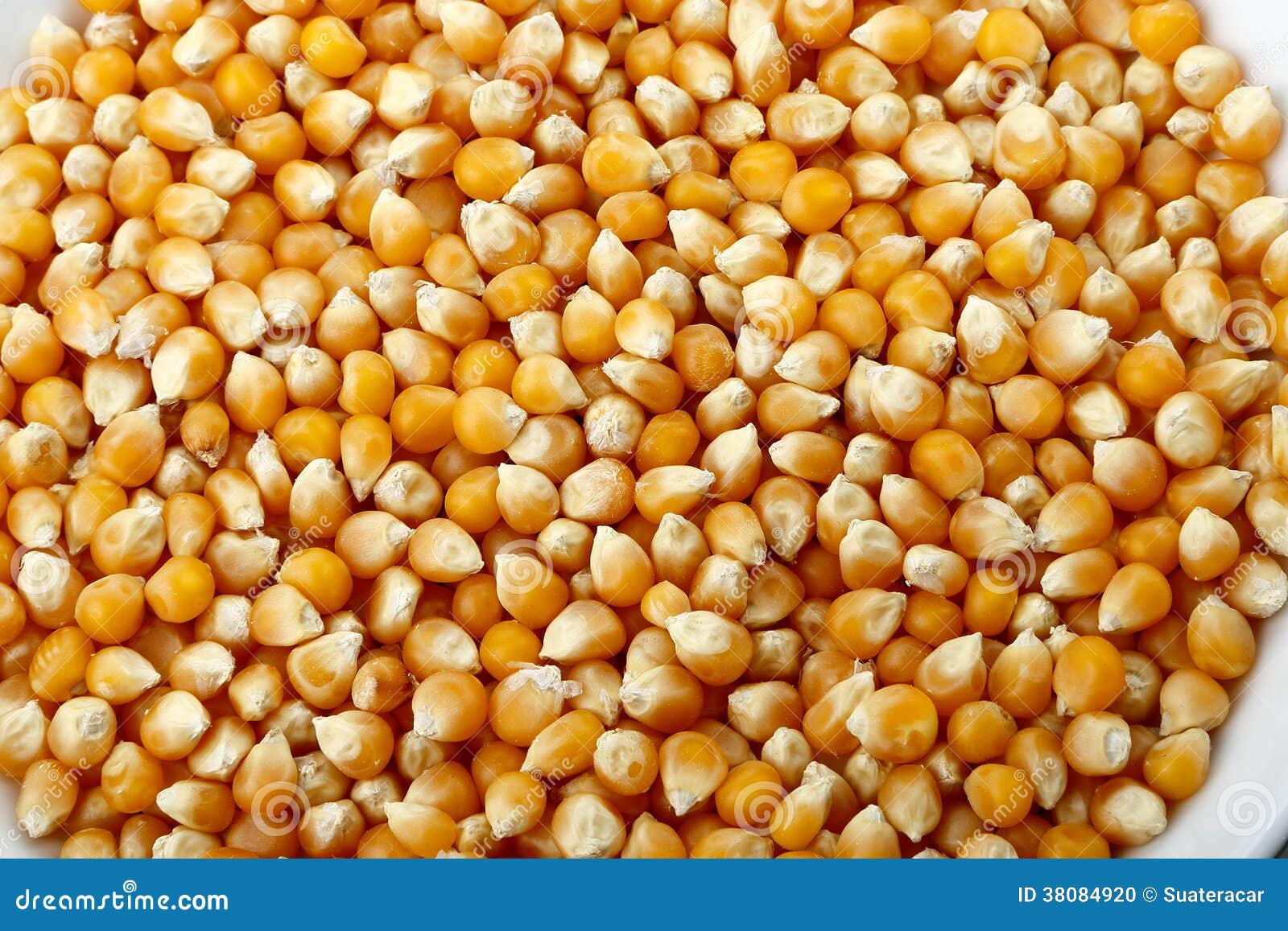 Grain of corn stock photo. Image of seed, sweetcorn, agricultural ...