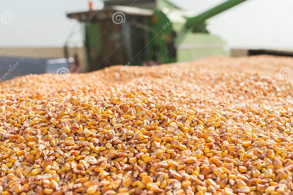 Grain corn stock image. Image of field, machinery, harvesting - 60040901