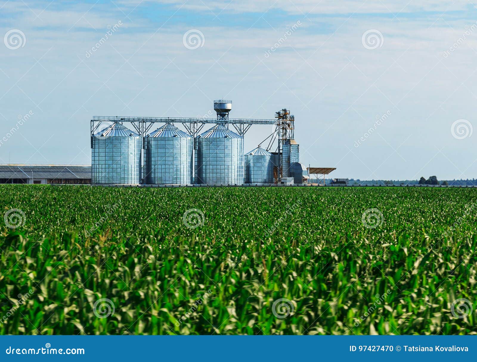Grain in Corn Field. Set of Storage Tanks Cultivated Agricultural Crops ...