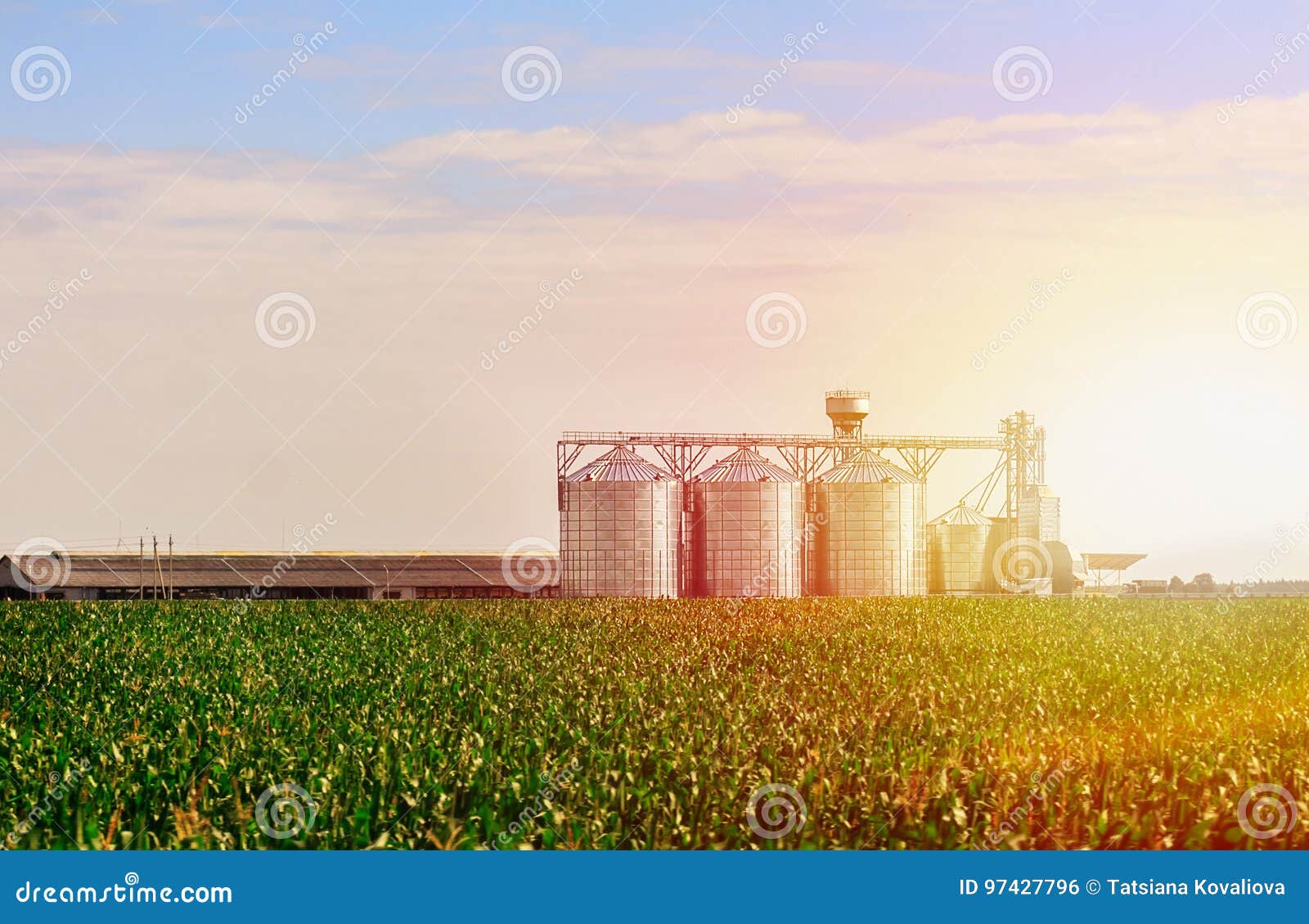 Grain in Corn Field. Set of Storage Tanks Cultivated Agricultural Crops ...